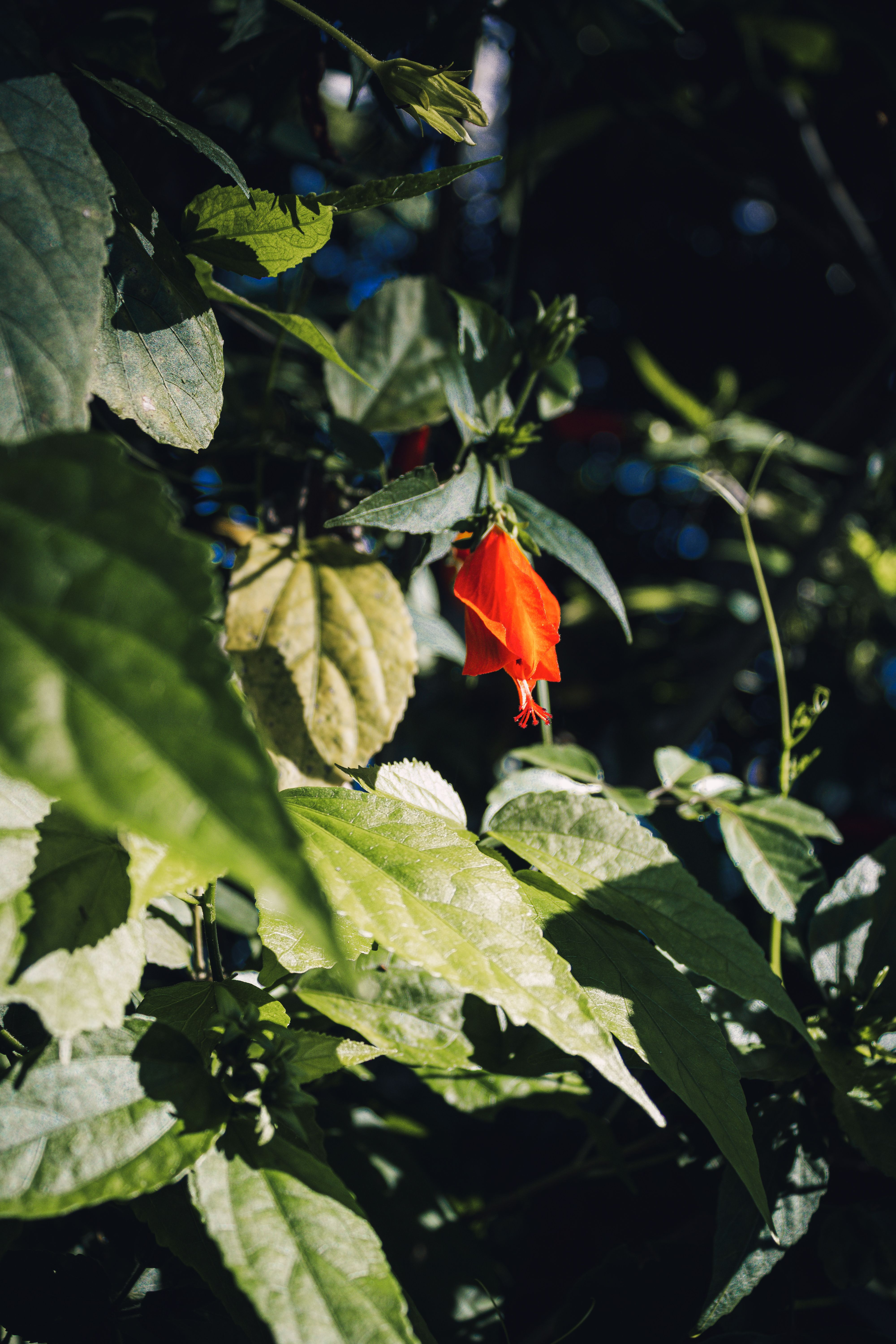 Simple Flower Photos, Download The BEST Free Simple Flower Stock Photos ...