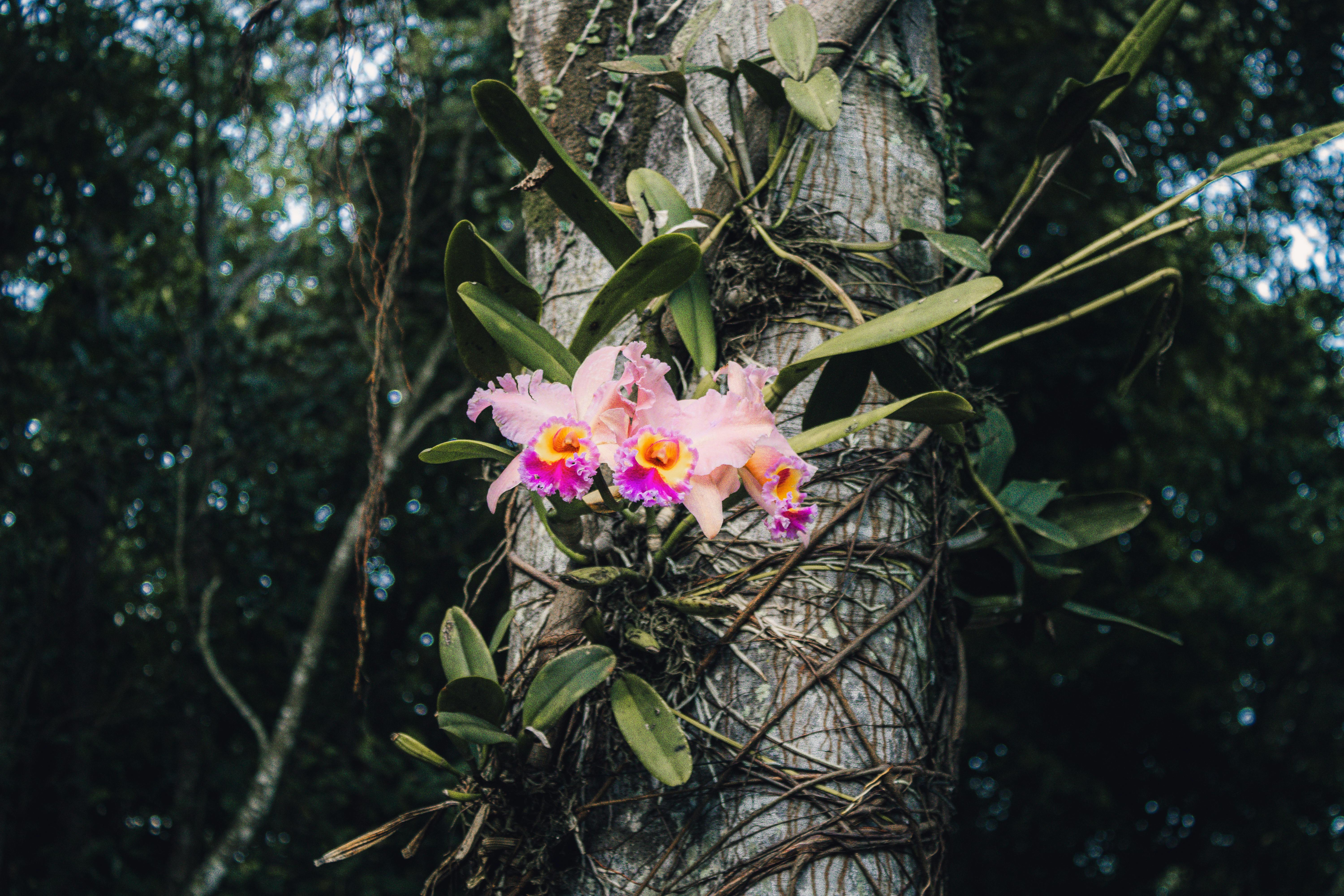 Vibrant Pink Orchids on a Tree Trunk · Free Stock Photo