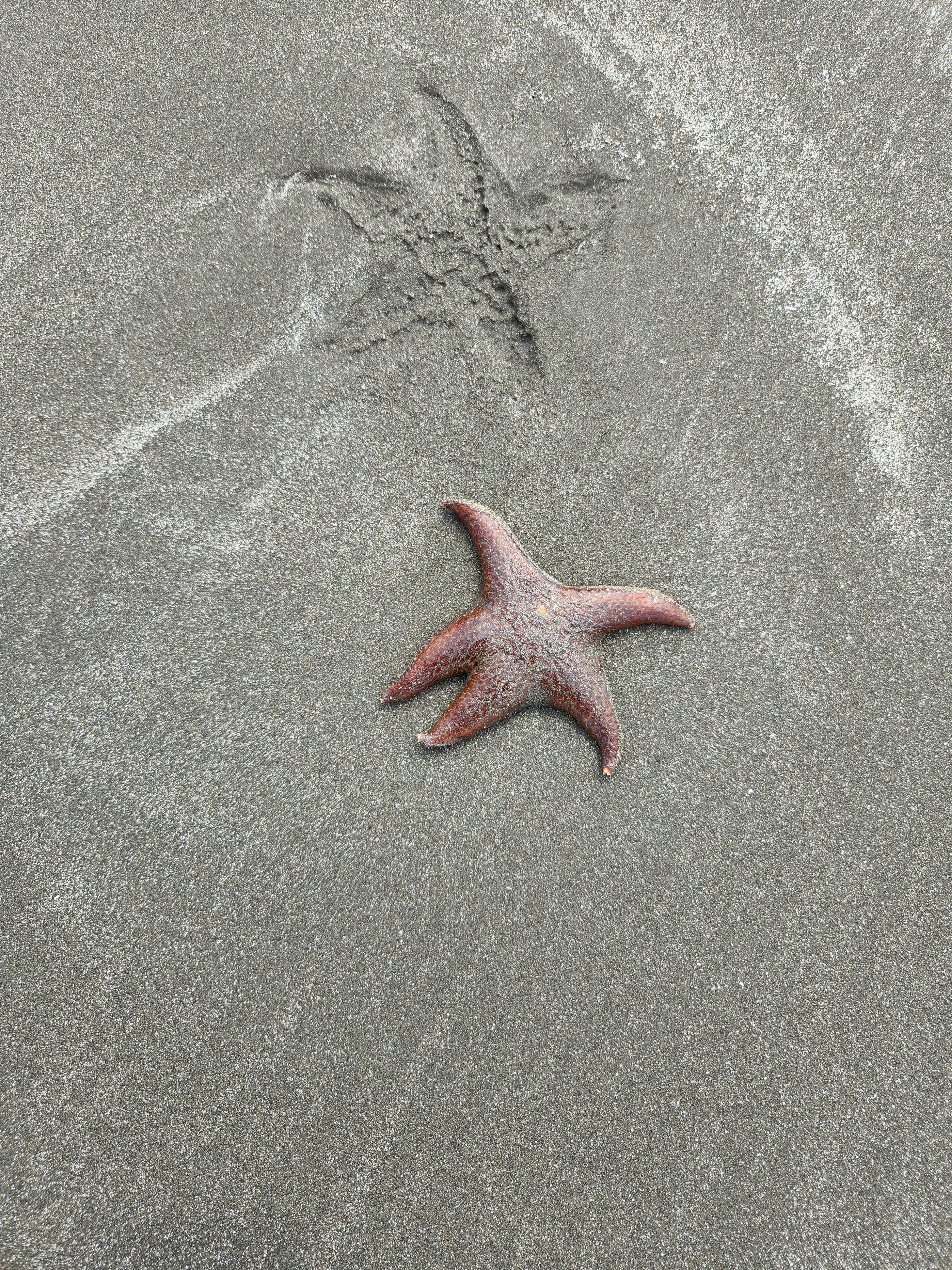 Five Sense Organs Photos, Download The BEST Free Five Sense Organs ...