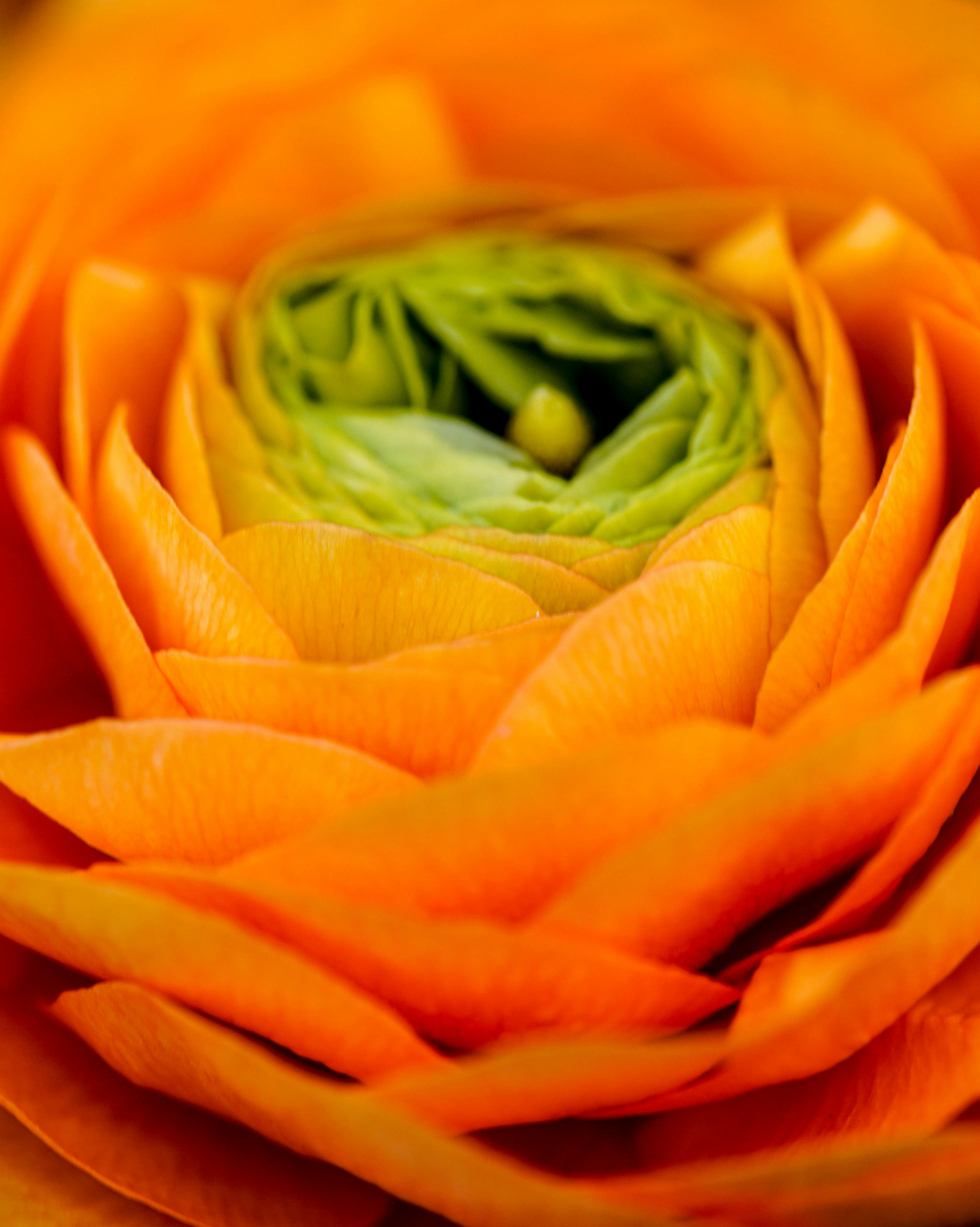 Close-up of Vibrant Orange Ranunculus Bloom · Free Stock Photo