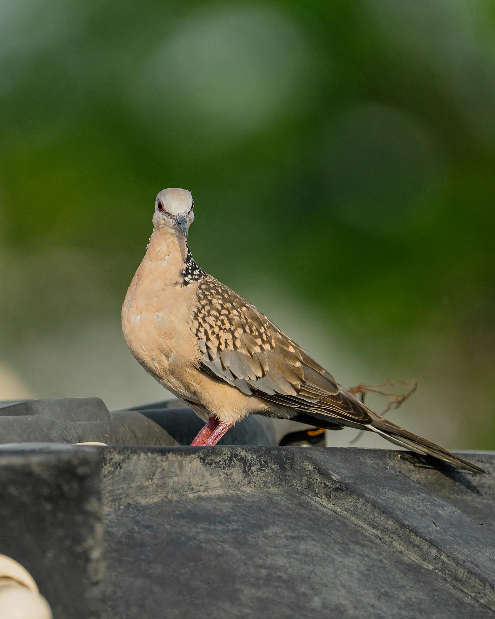 Dove Photos, Download The BEST Free Dove Stock Photos & HD Images