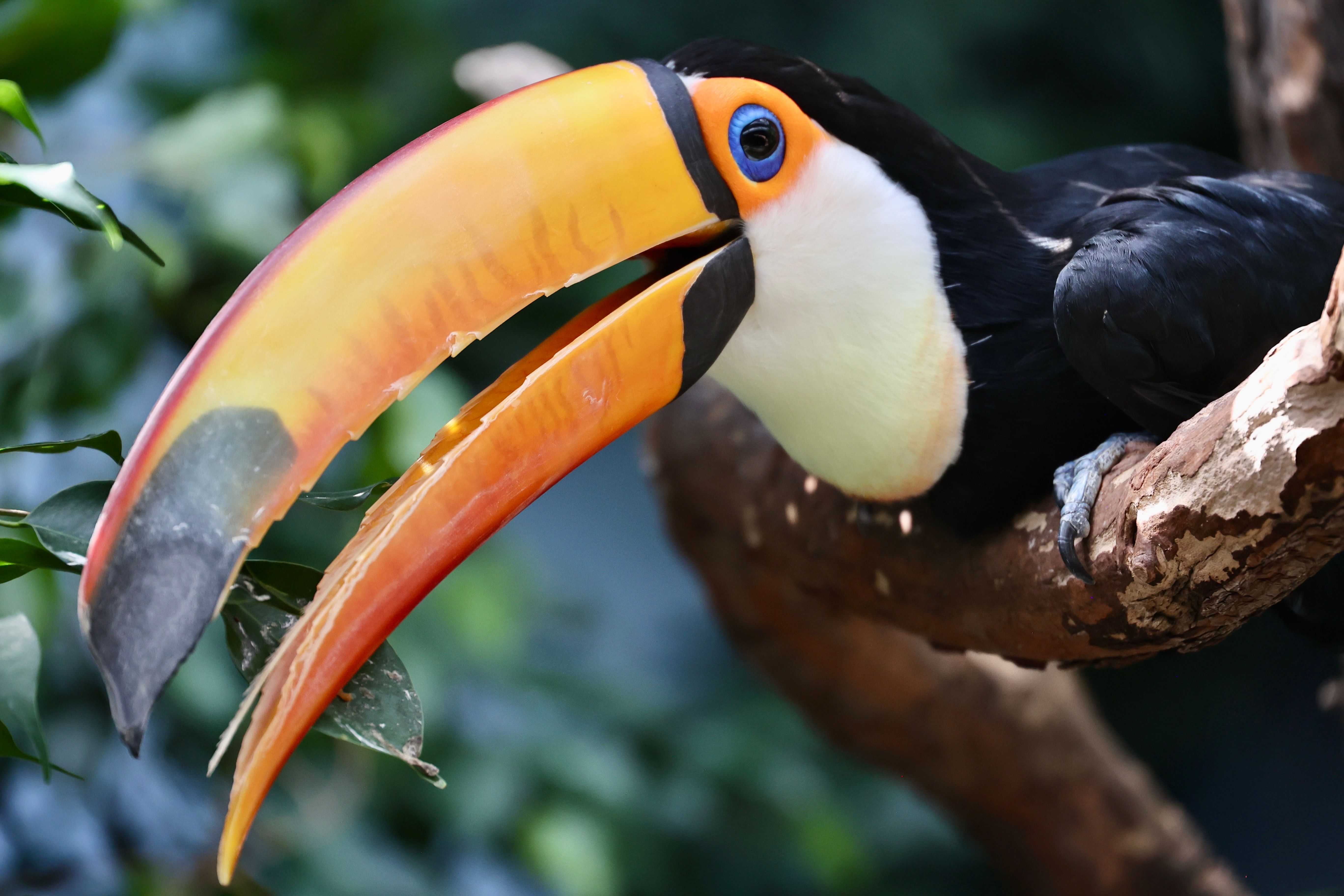 Amazon Rainforest Animals Photos Download The Best Free Amazon