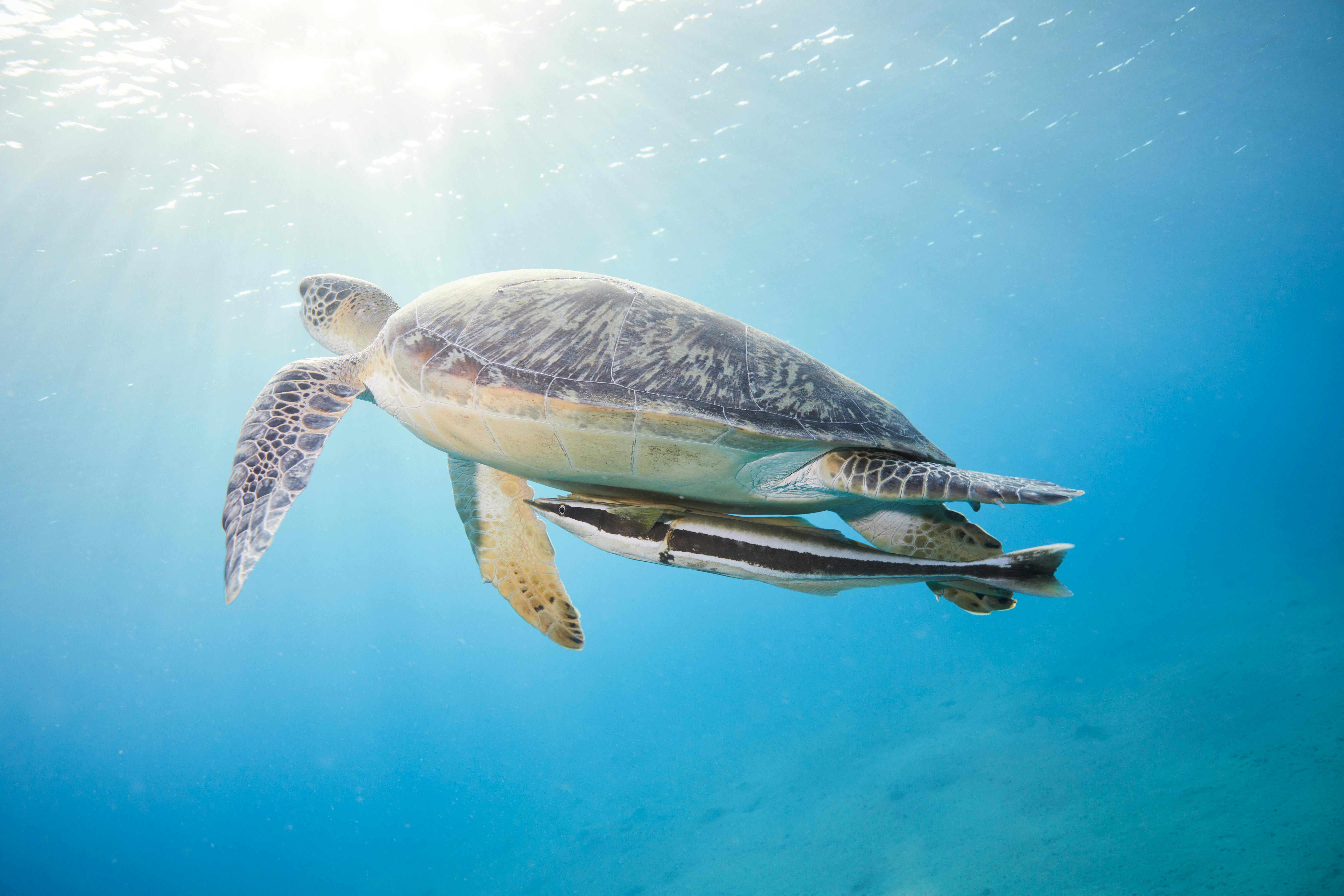 Purple and Blue Sea Turtle · Free Stock Photo