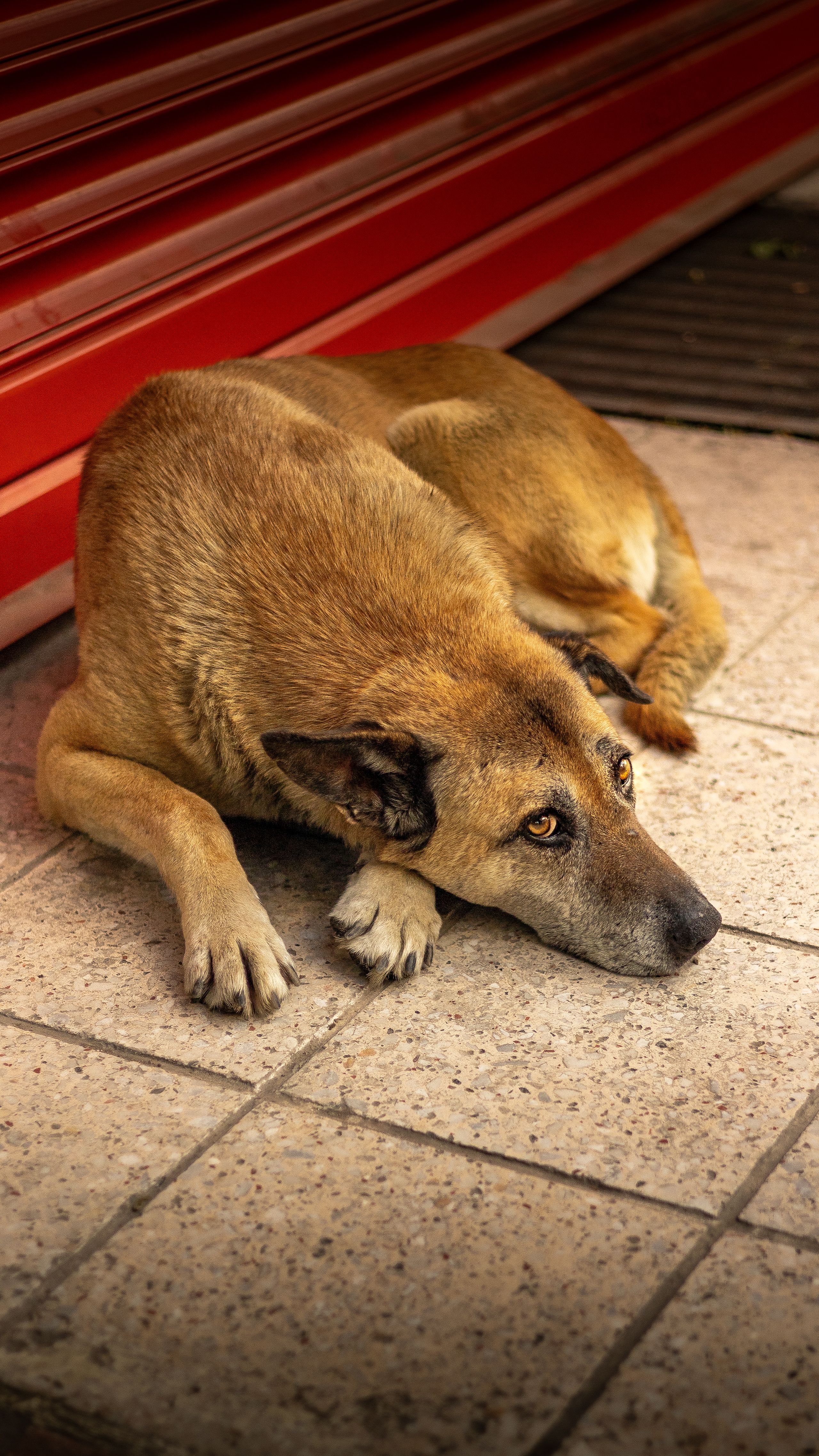 Life Of A Stray Photos, Download The BEST Free Life Of A Stray Stock ...
