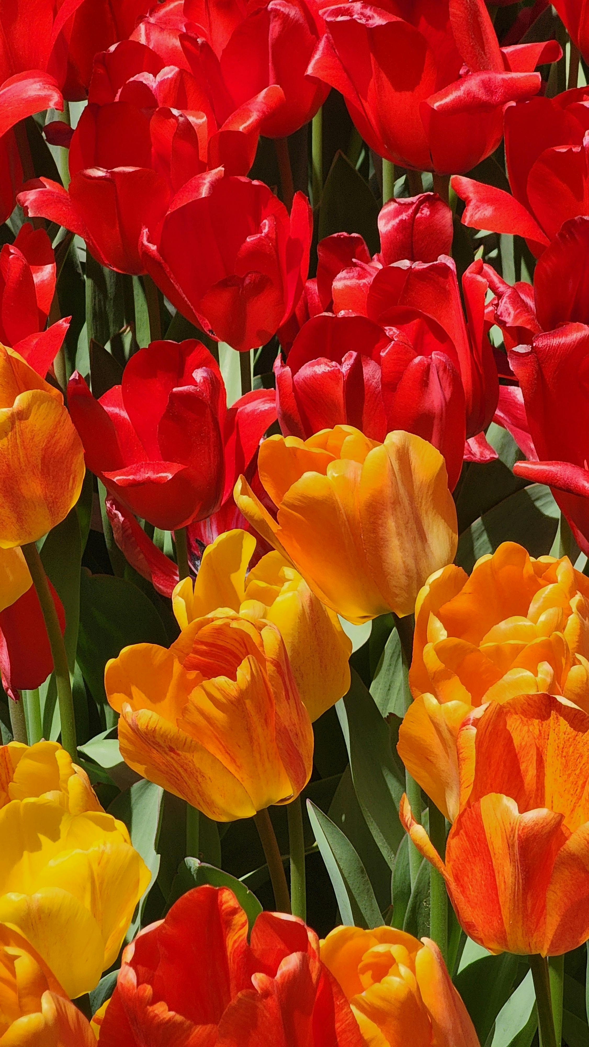 Vibrant Spring Tulip Garden in Full Bloom · Free Stock Photo