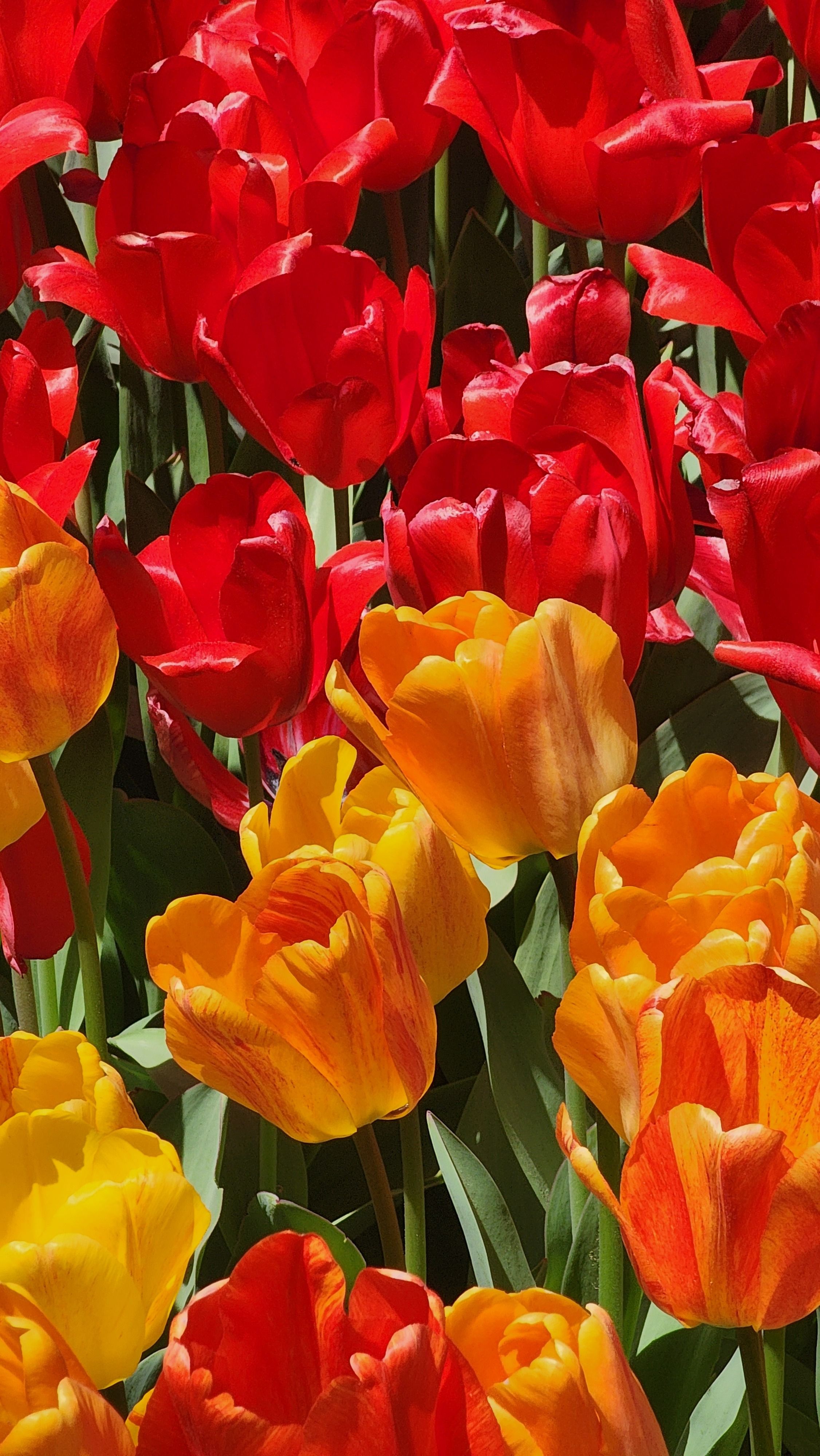 Vibrant Red and Orange Tulips in Bloom · Free Stock Photo