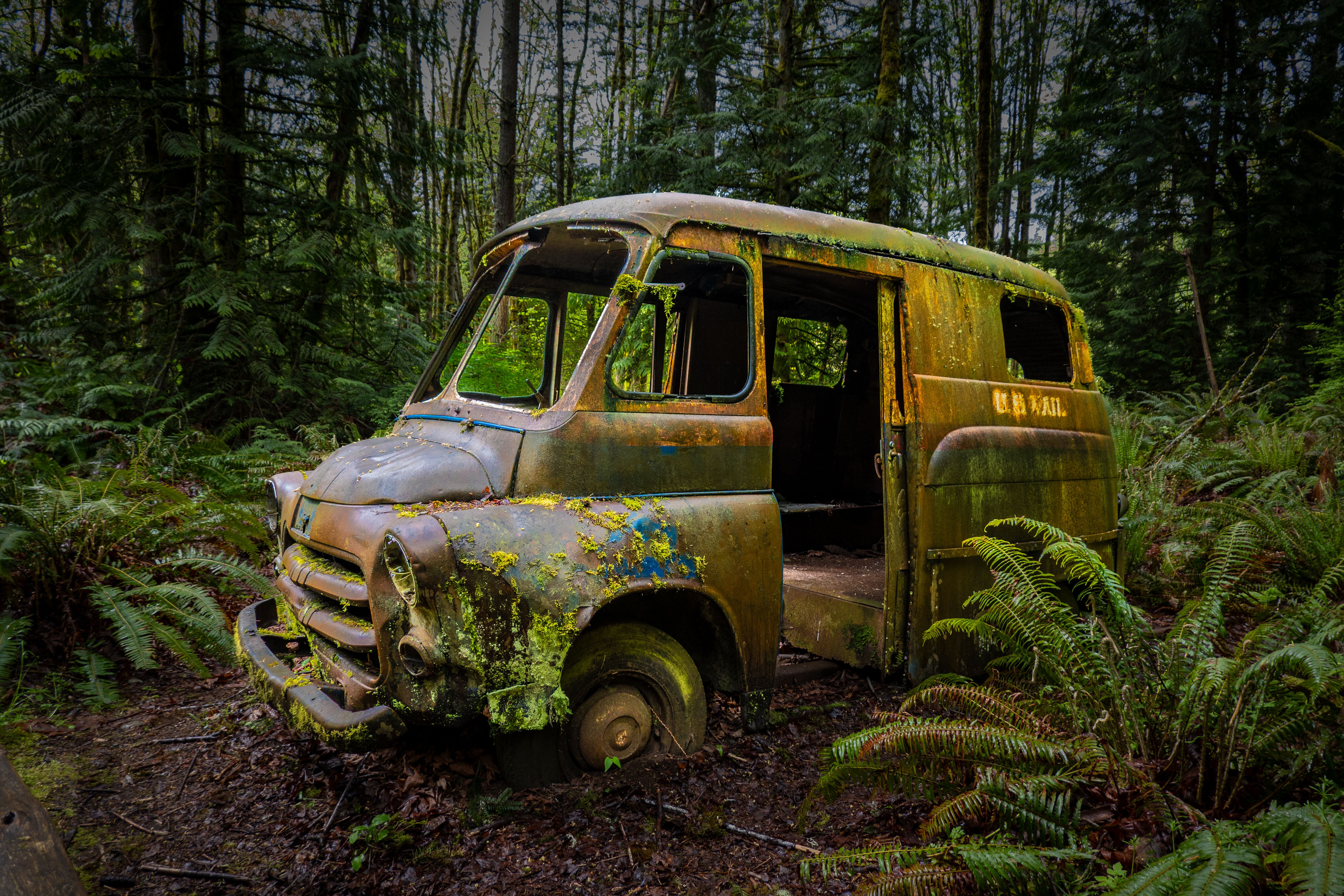 Abandoned Vintage Van in a Fern-Filled Forest · Free Stock Photo