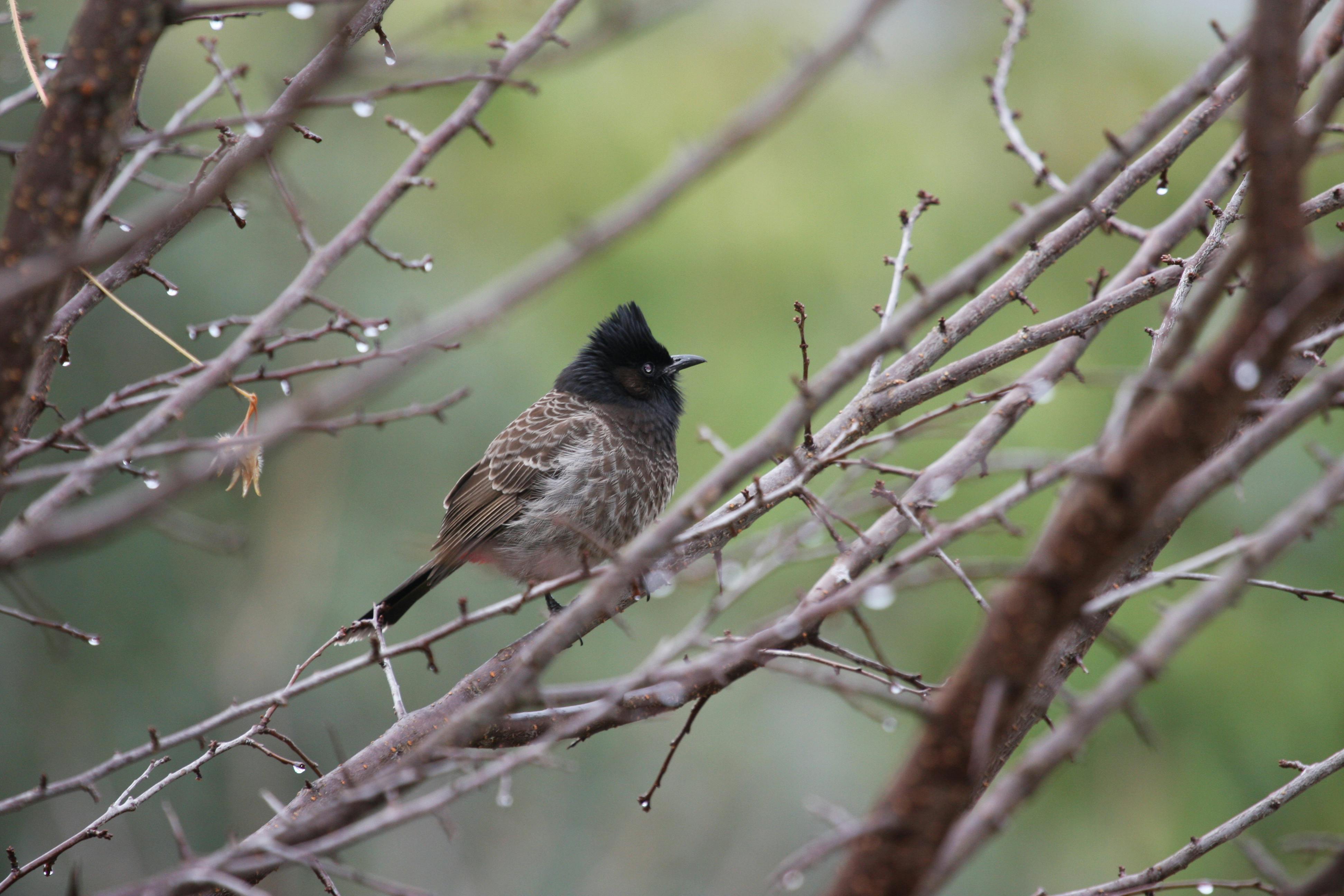 Hd Sinari Photos, Download The BEST Free Hd Sinari Stock Photos & HD Images