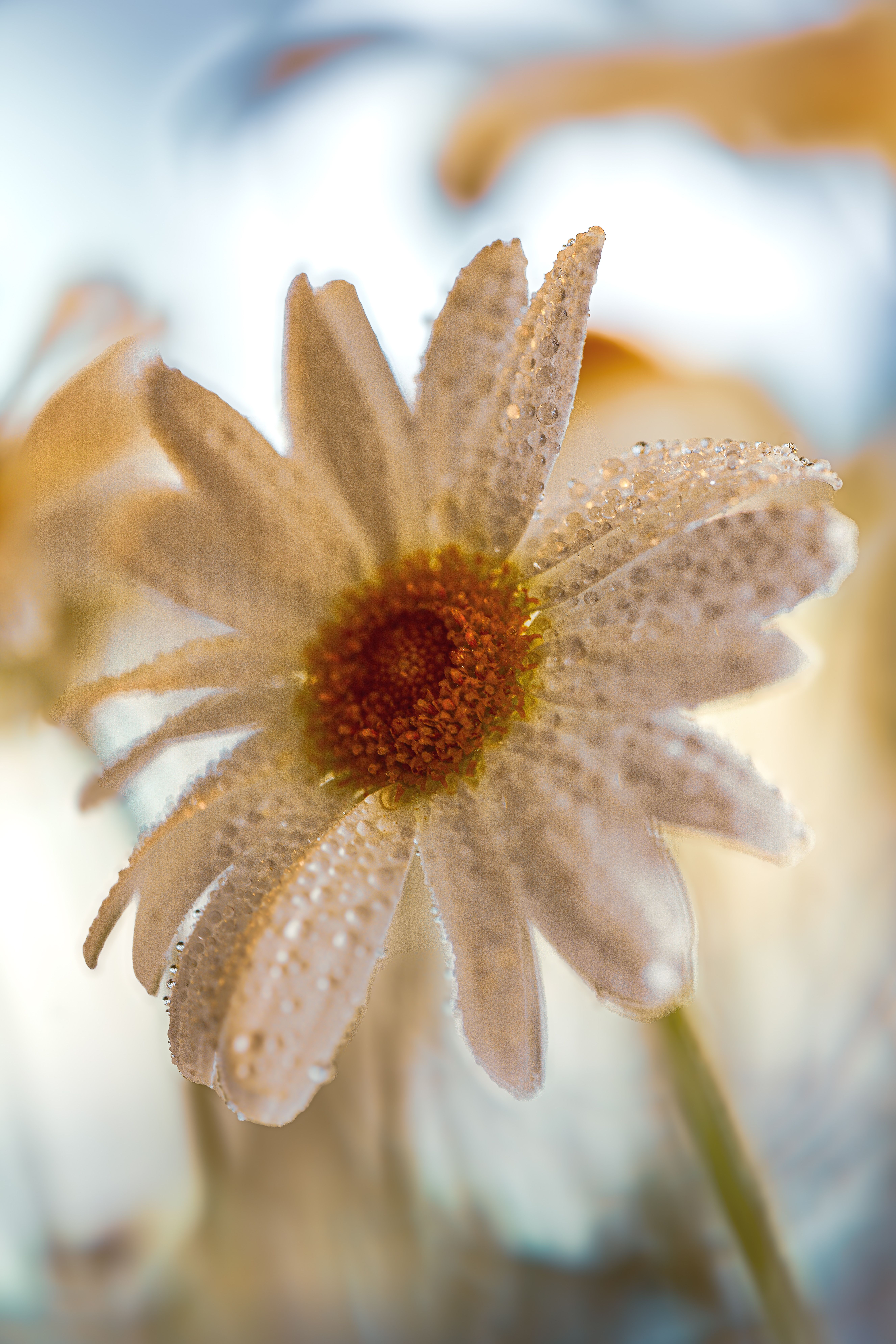 Close-up of Dew-covered Daisy in Soft Focus · Free Stock Photo
