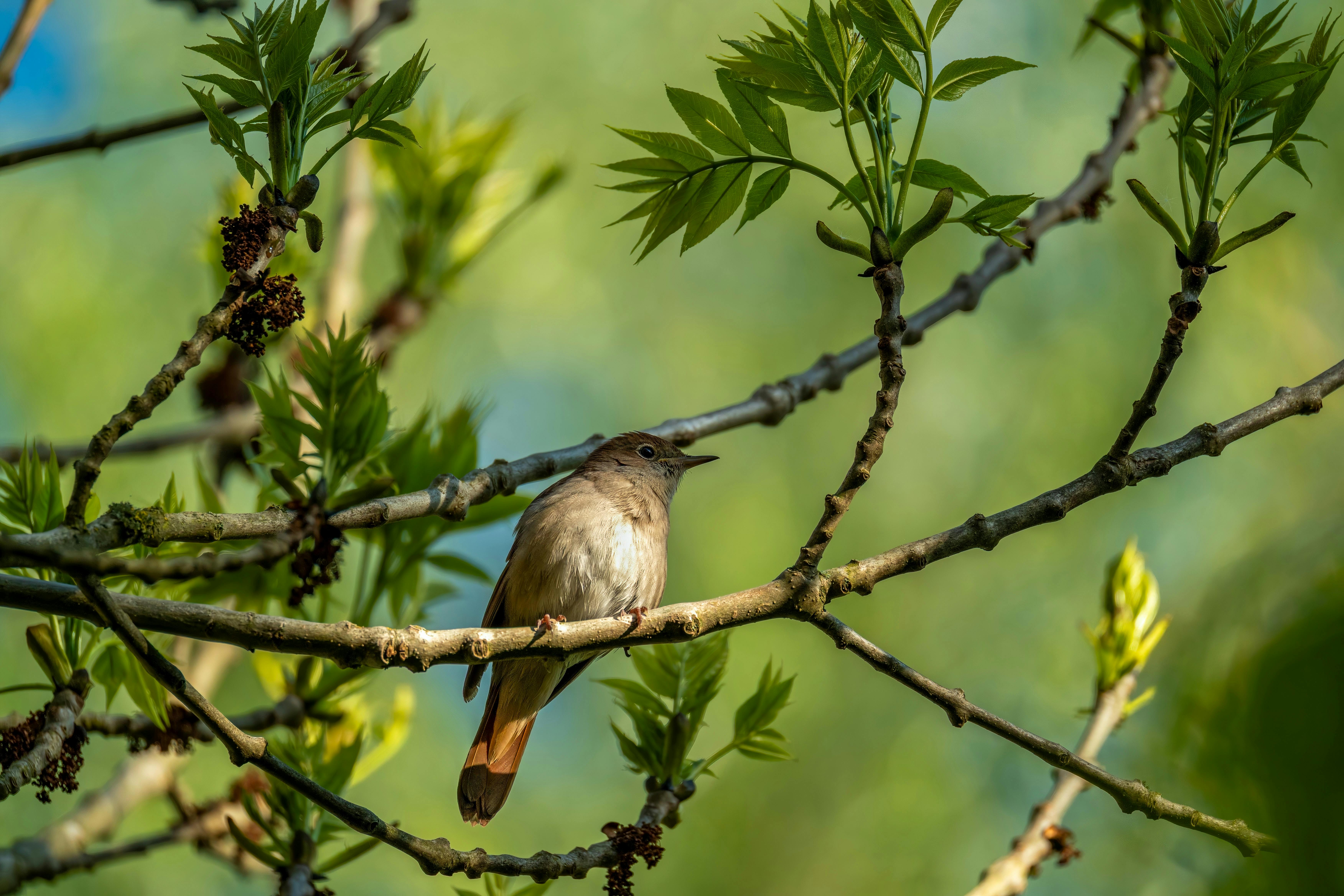 Nightingale Singing on Spring Branch · Free Stock Photo