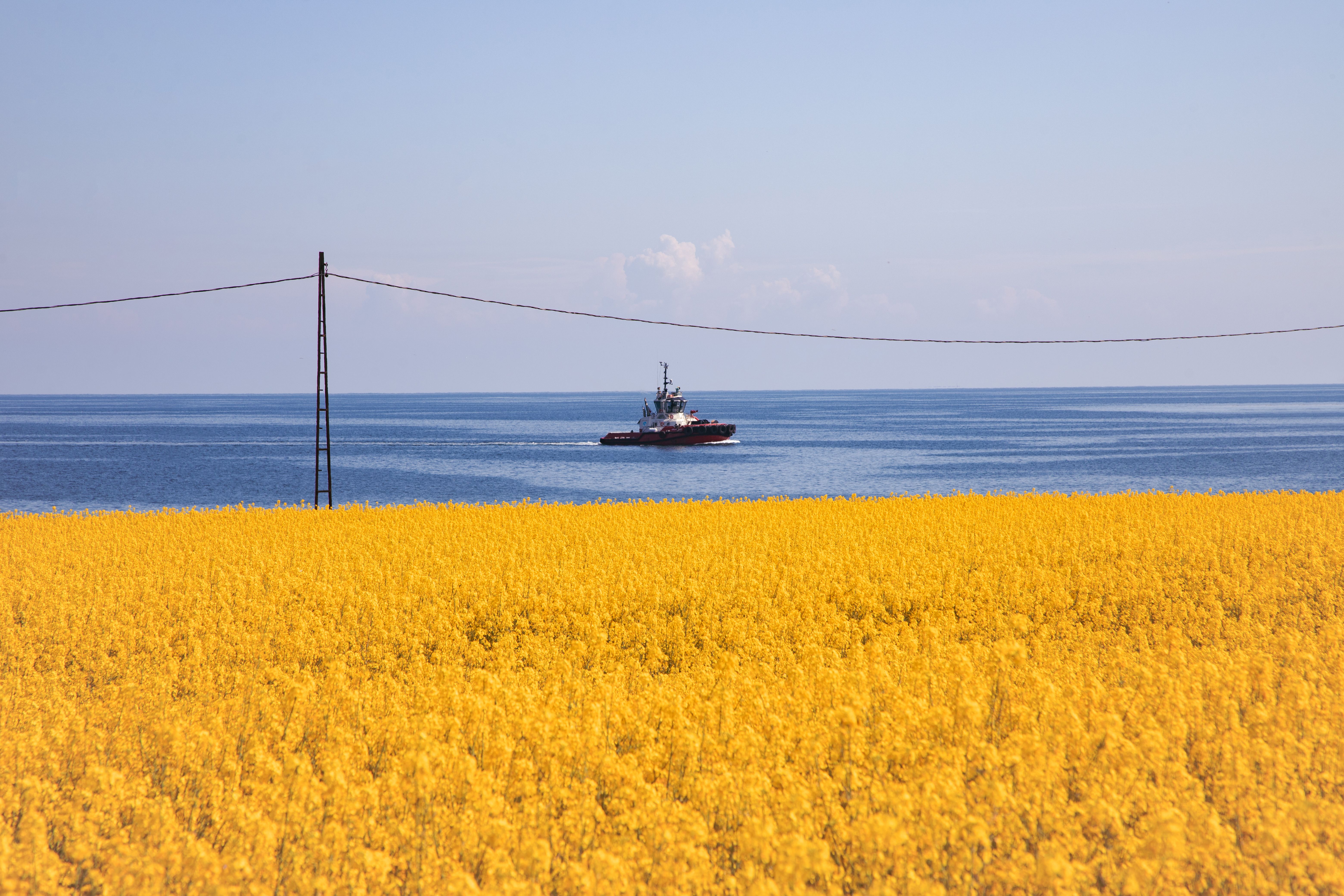 Vibrant Rapeseed Field Overlooking Scenic Blue Sea · Free Stock Photo