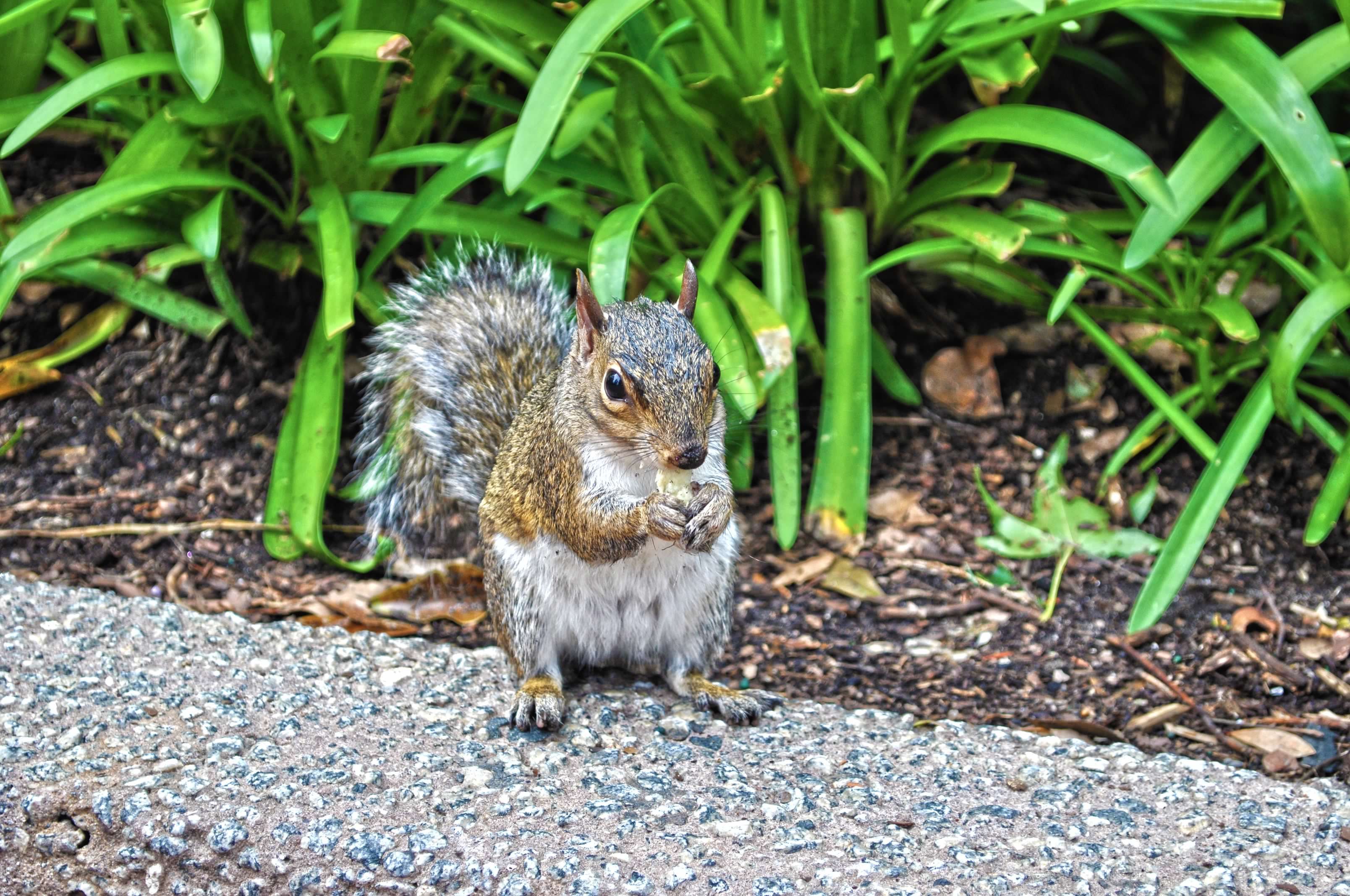 Curious Eastern Gray Squirrel in Urban Park · Free Stock Photo
