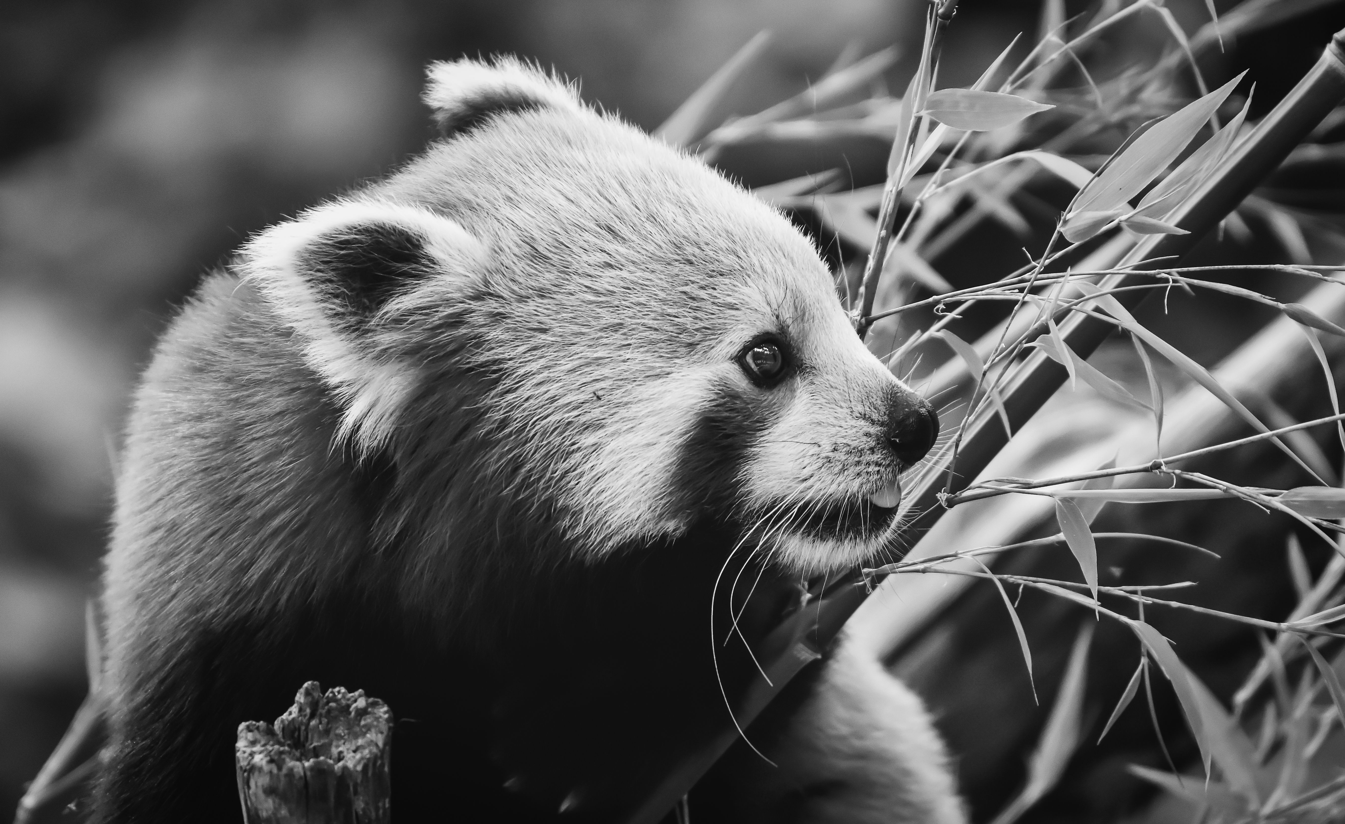 Panda Pequeno Photos, Download The BEST Free Panda Pequeno Stock Photos ...