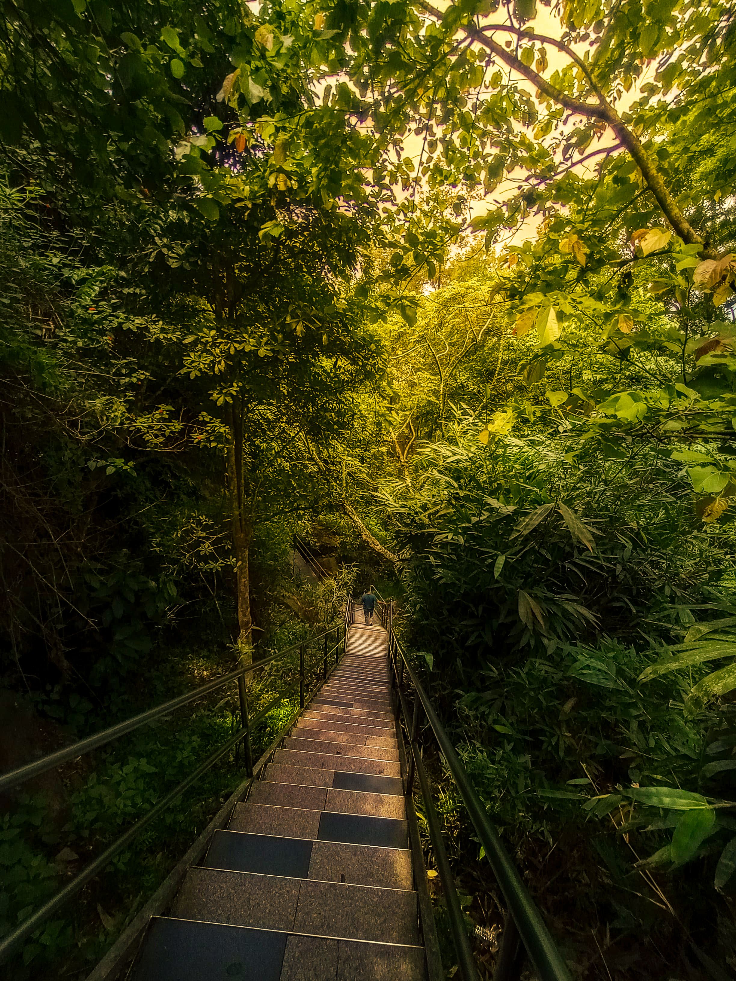 Kerala Parota Photos, Download The BEST Free Kerala Parota Stock Photos ...