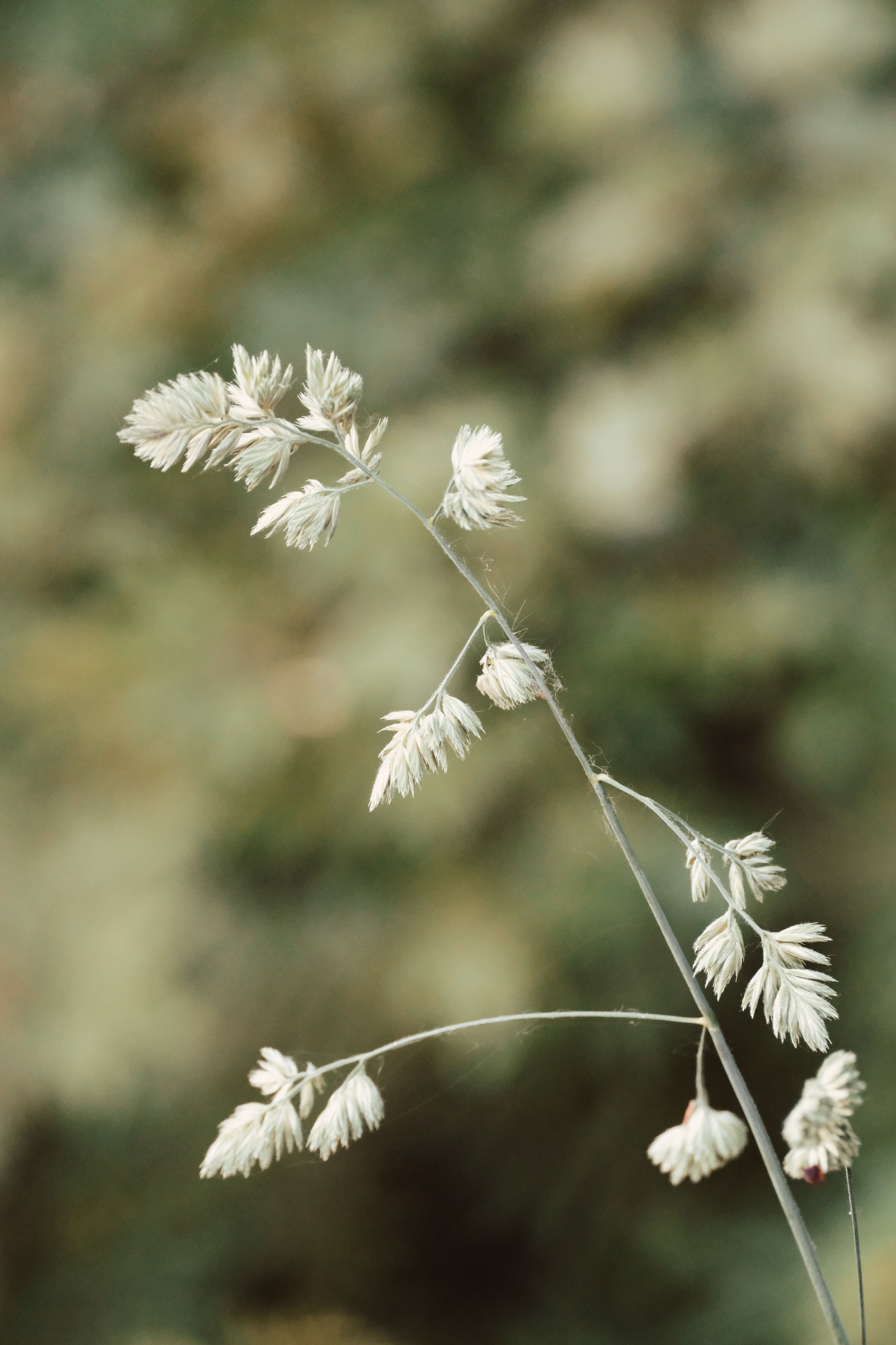 Close-up of Delicate White Wild Grass Outdoors · Free Stock Photo