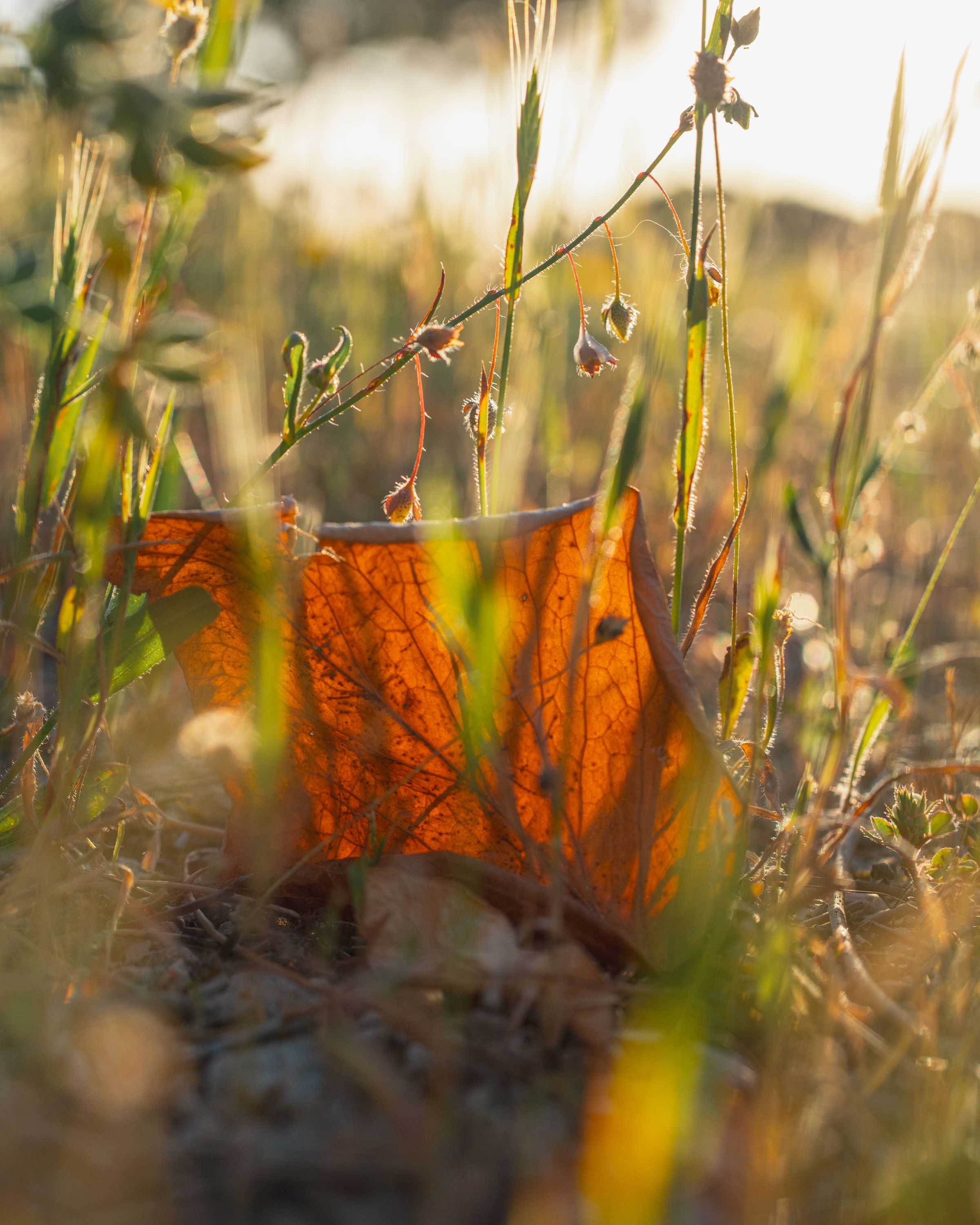 Sunlit Autumn Leaf in Grassy Field · Free Stock Photo
