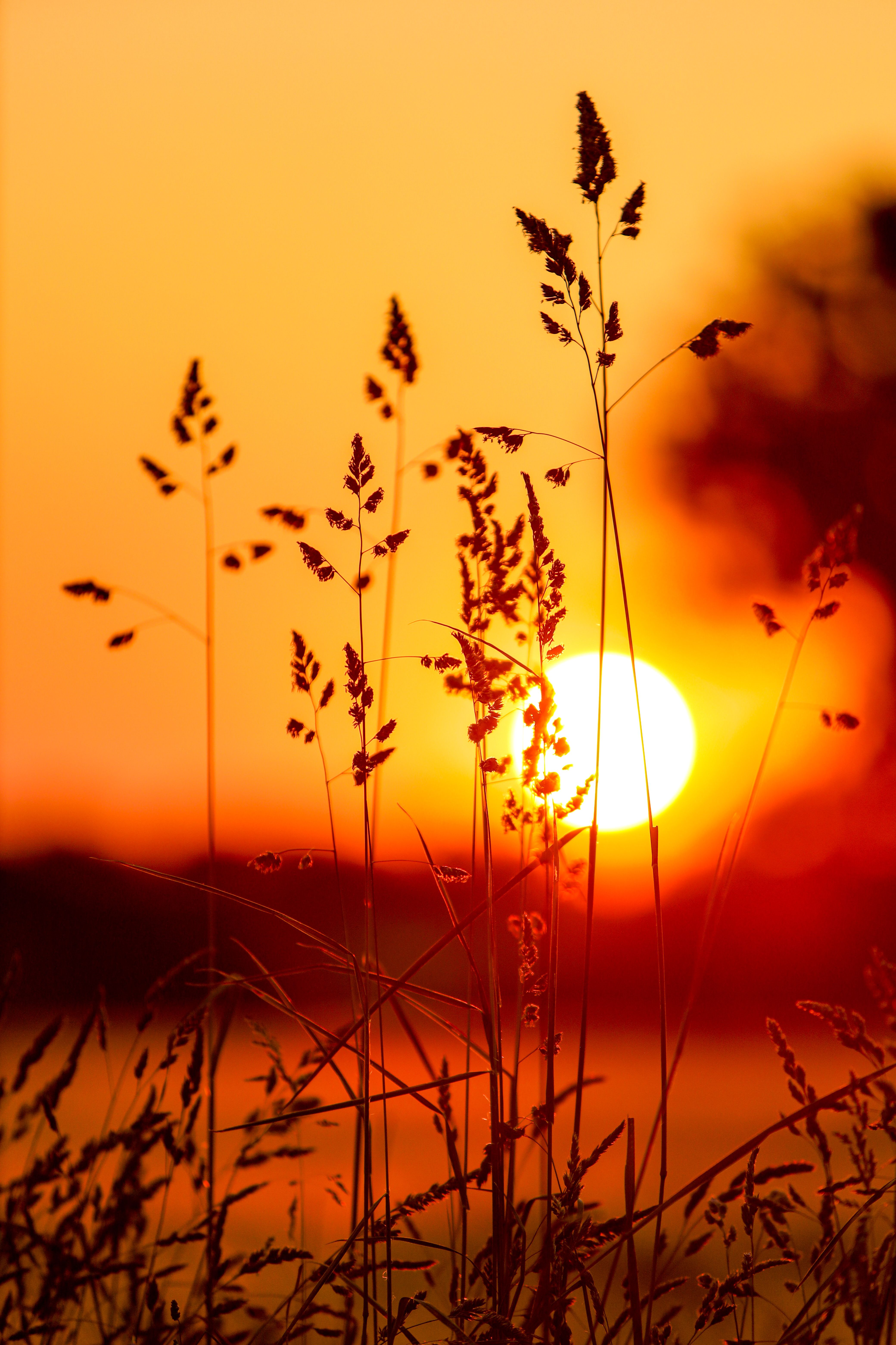 Twilight Field Photos, Download The BEST Free Twilight Field Stock ...