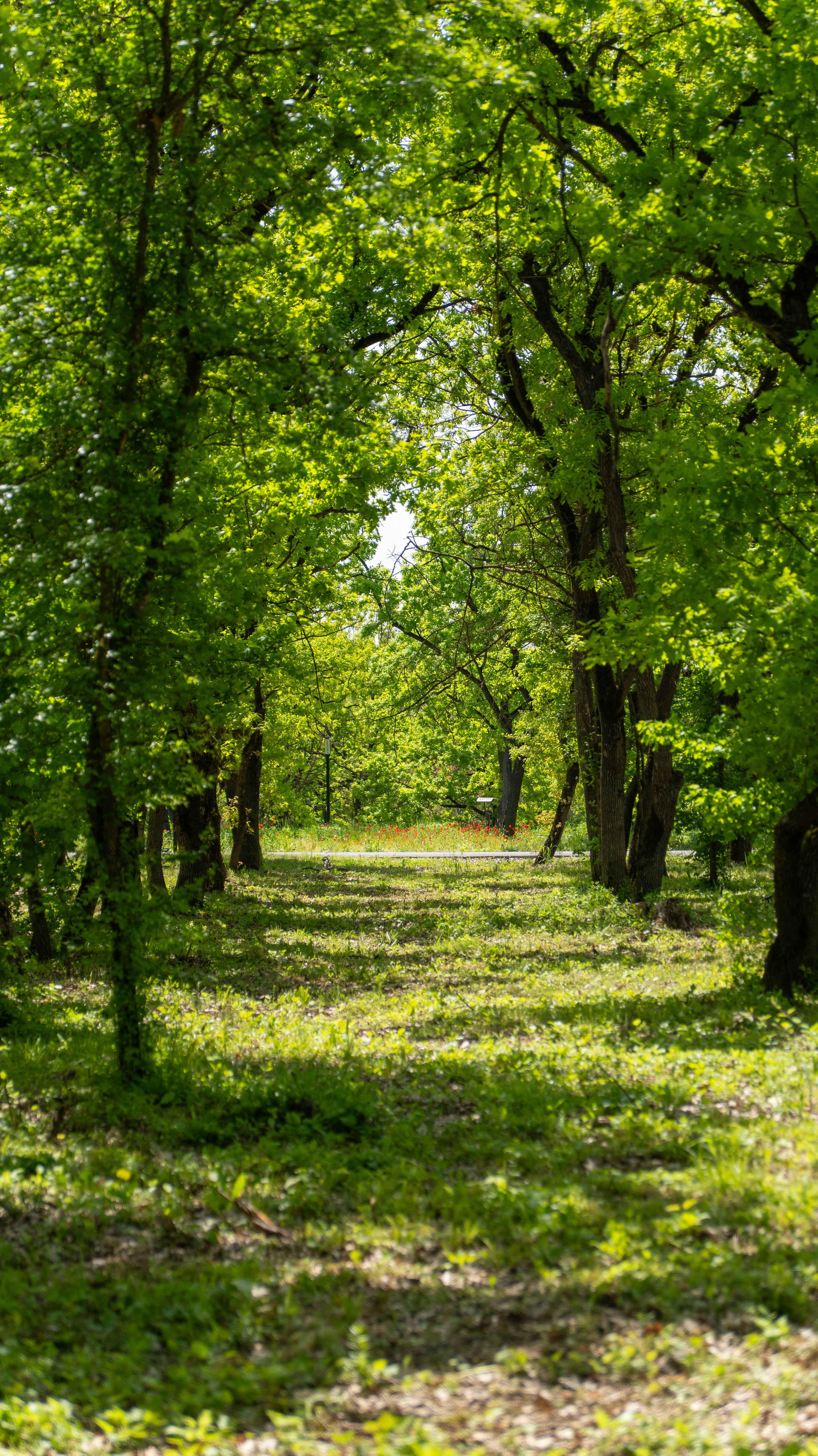 Exuberante Sendero Forestal Verde En Primavera · Foto de stock gratuita