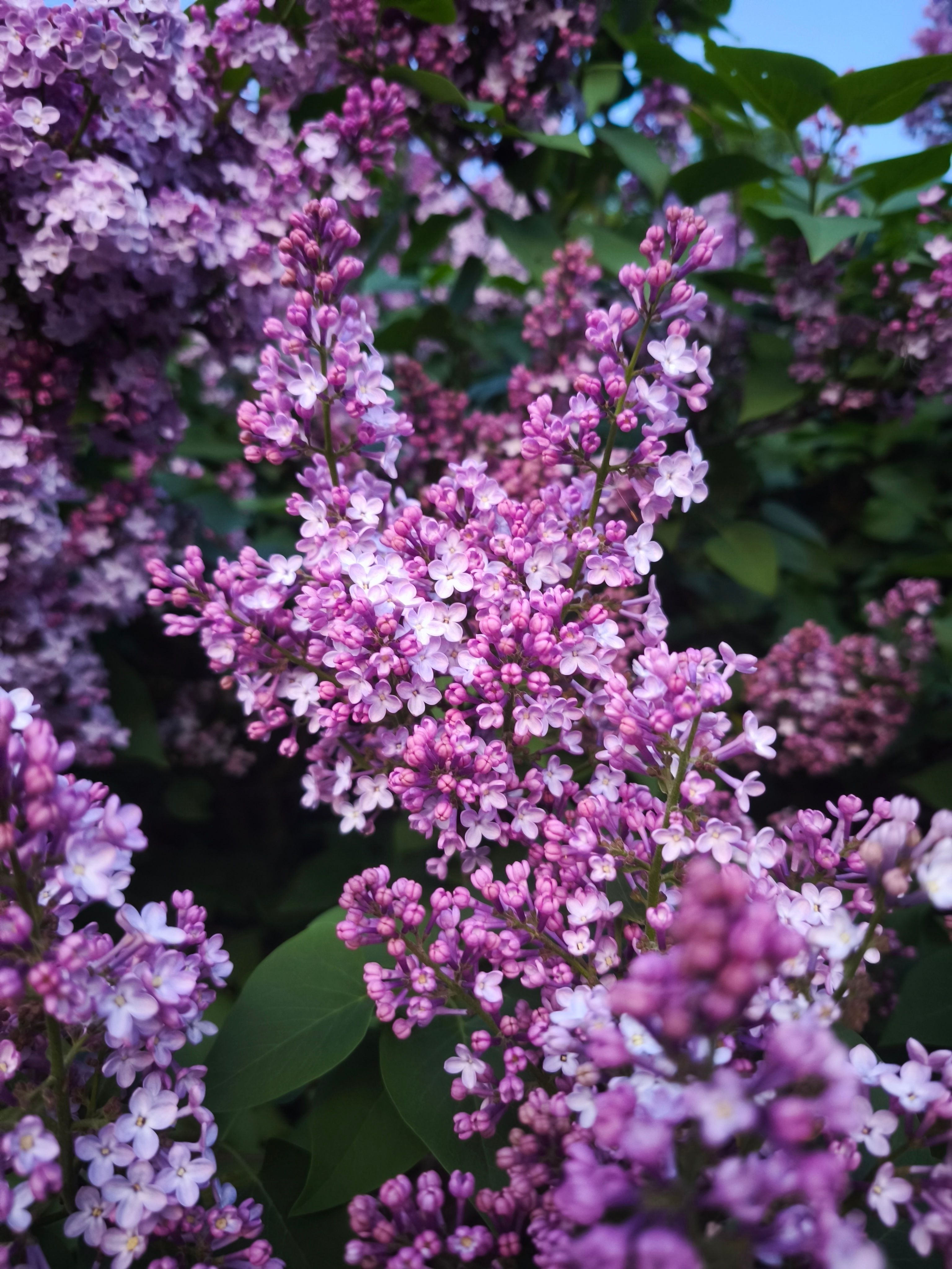 Revitty Lilac Photos, Download The BEST Free Revitty Lilac Stock Photos ...