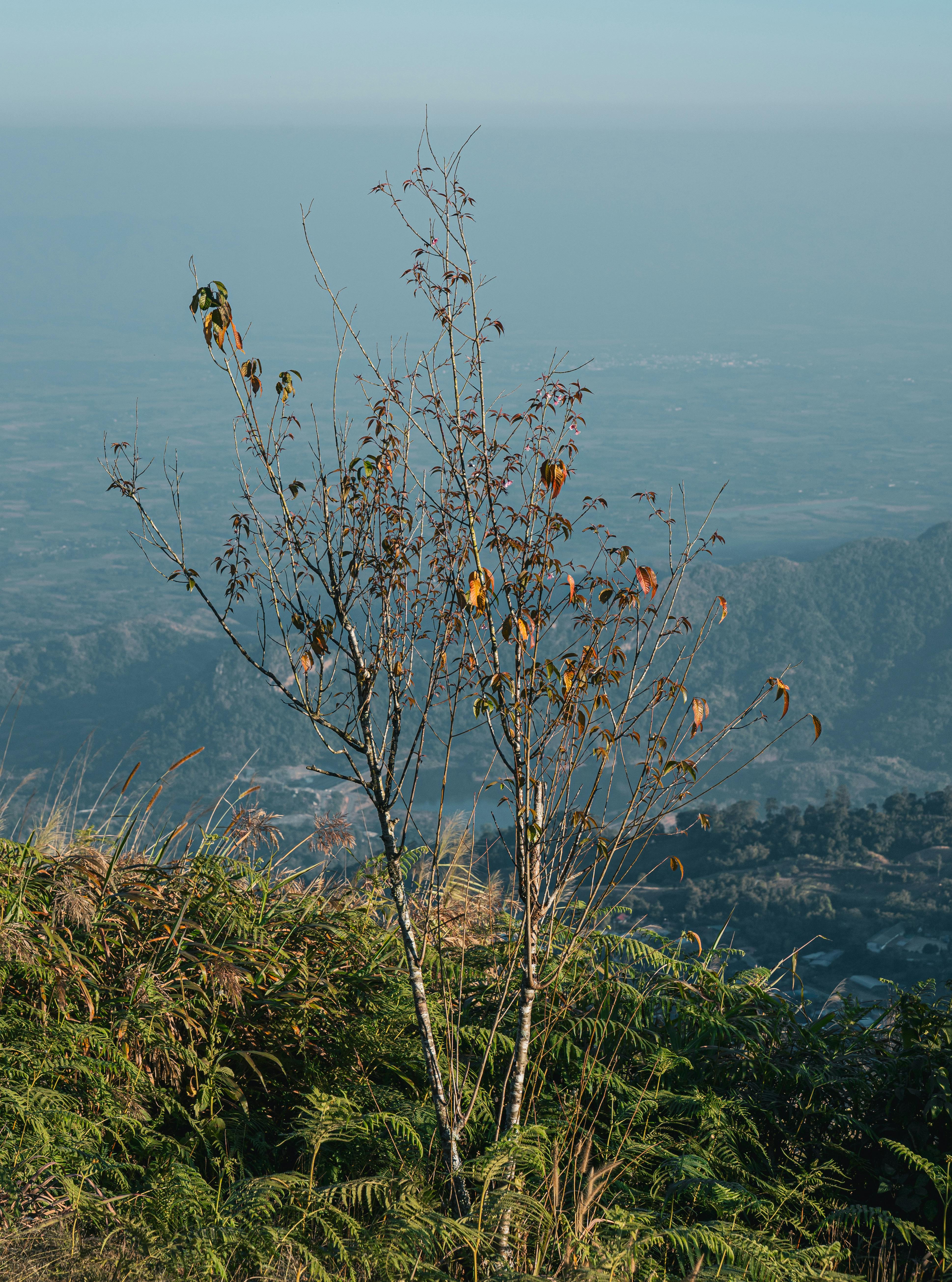 Dogs Without Background Photos, Download The BEST Free Dogs Without ...