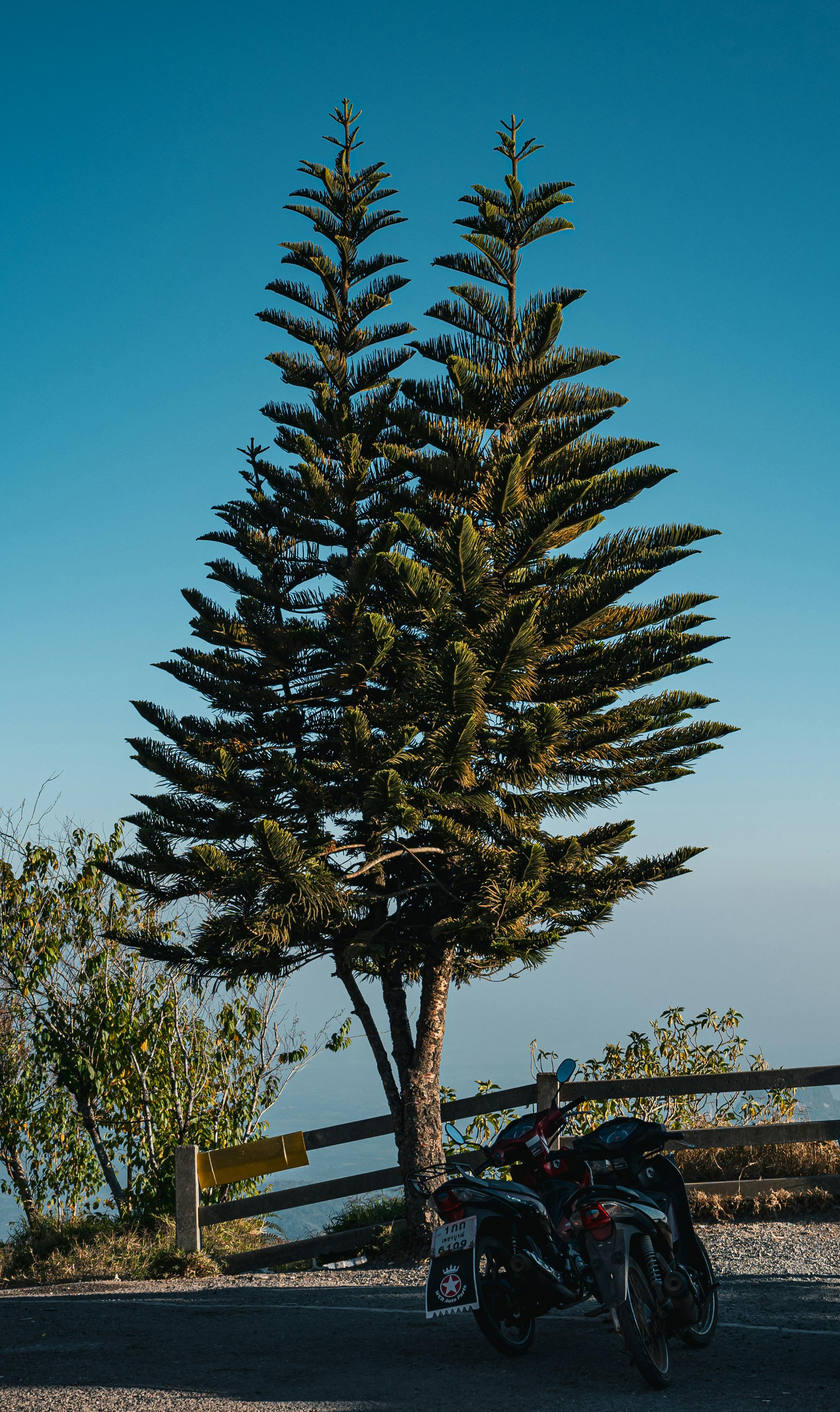 Dogs Without Background Photos, Download The BEST Free Dogs Without ...