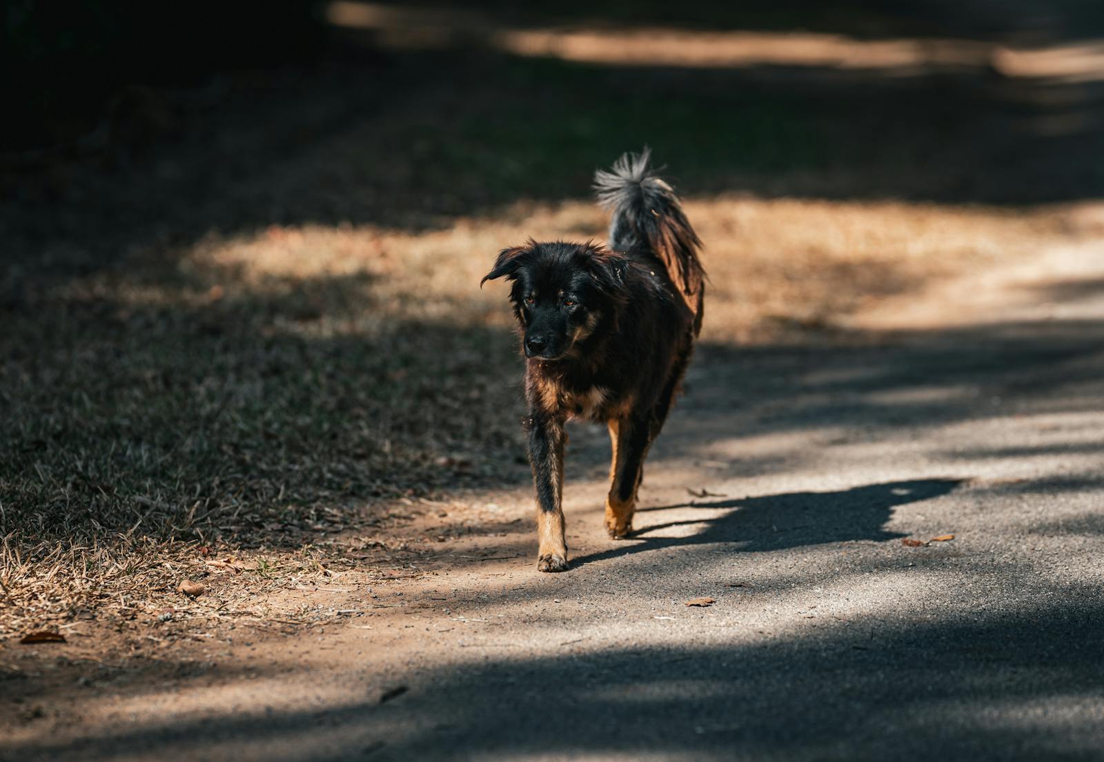 Free Pictures Of Dogs Photos, Download The BEST Free Free Pictures Of ...