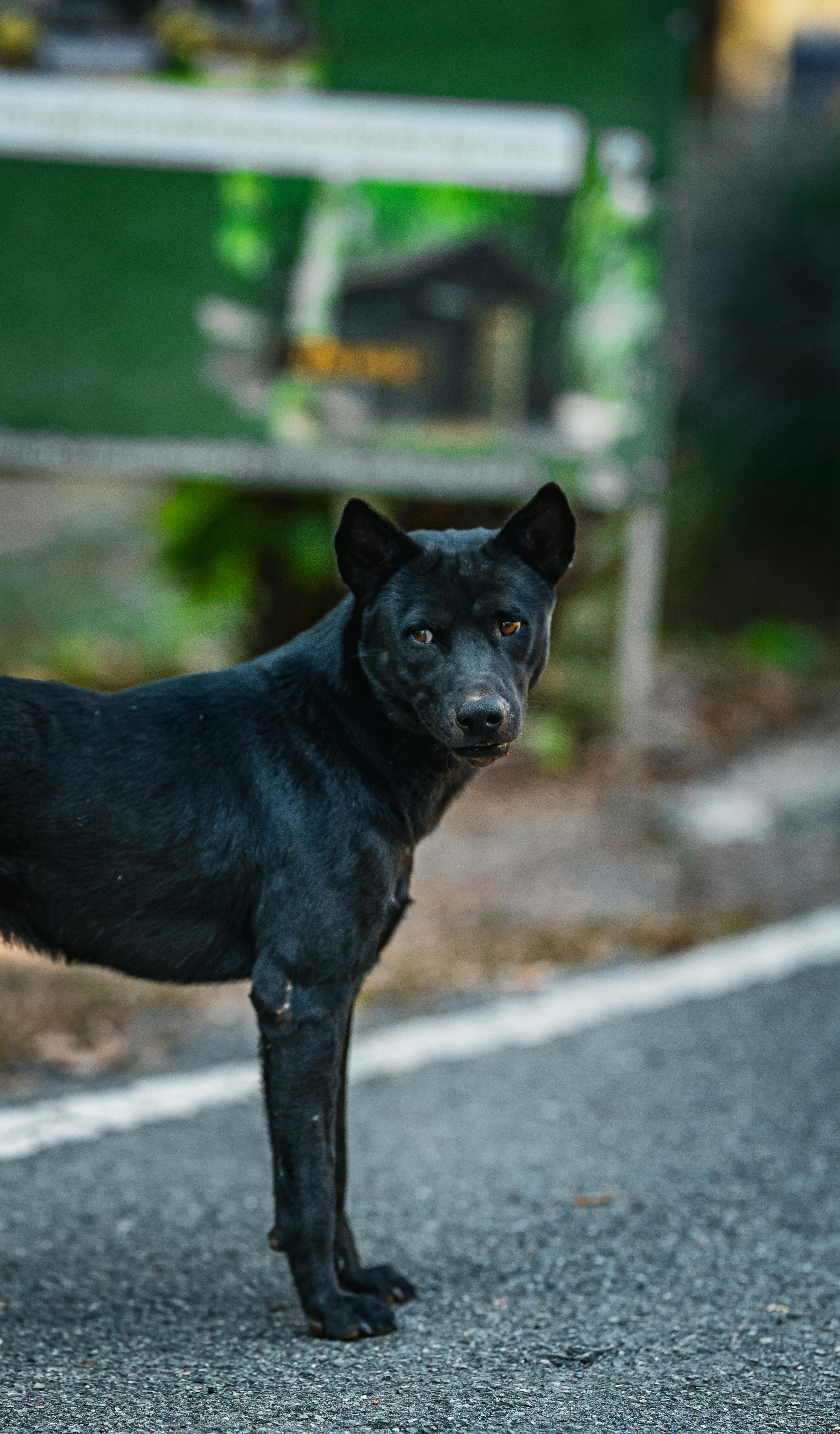 Free Wallpapers Of Dogs Photos, Download The BEST Free Free Wallpapers ...