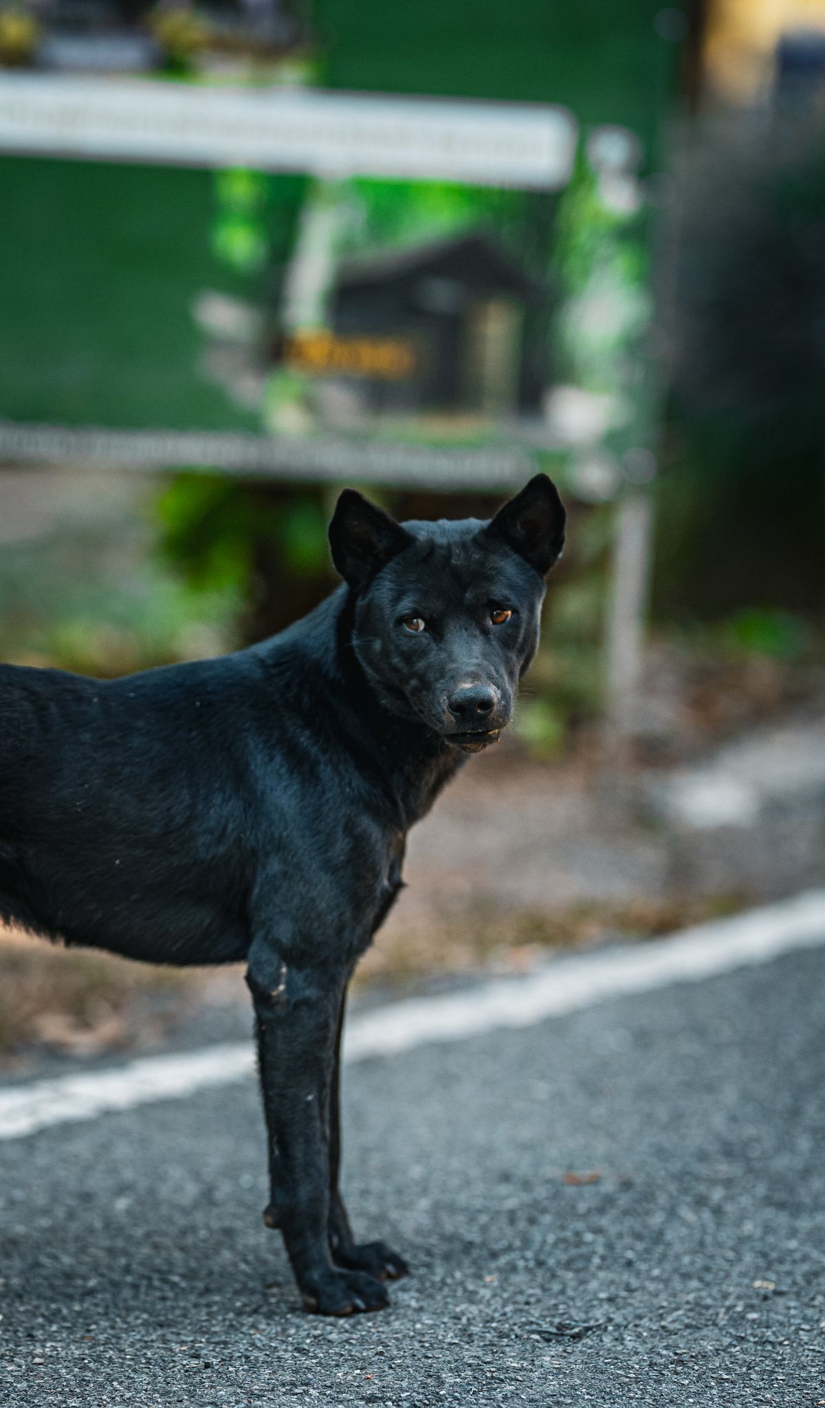 Dog Images Photos, Download The BEST Free Dog Images Stock Photos & HD ...
