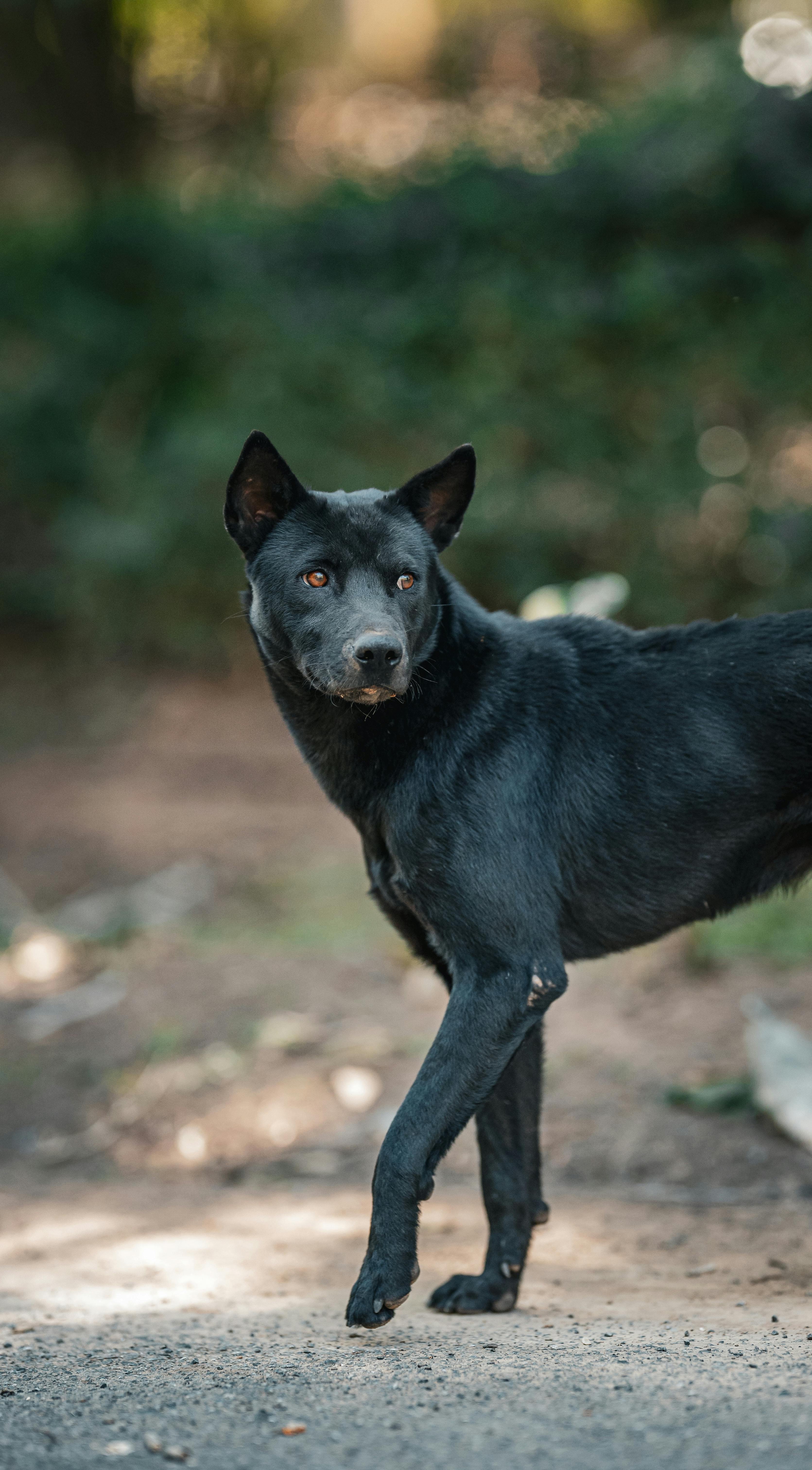 Dogs Without Background Photos, Download The BEST Free Dogs Without ...