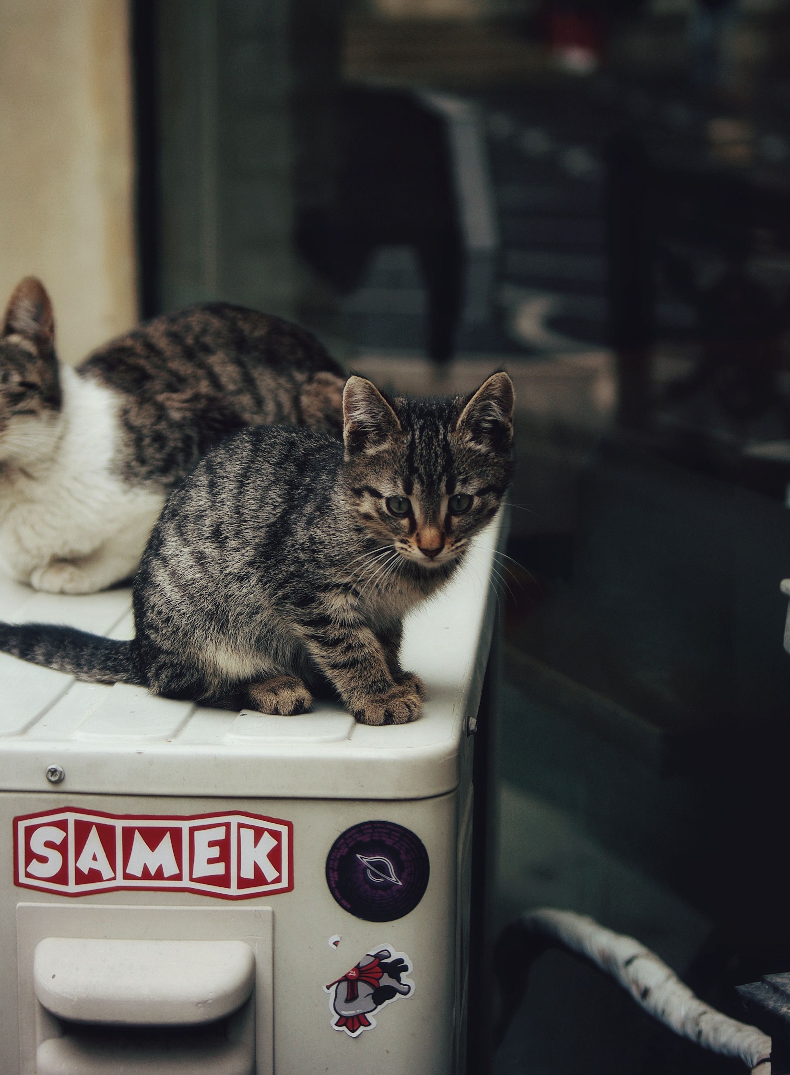 Cozy Kittens Resting Indoors on Appliance · Free Stock Photo