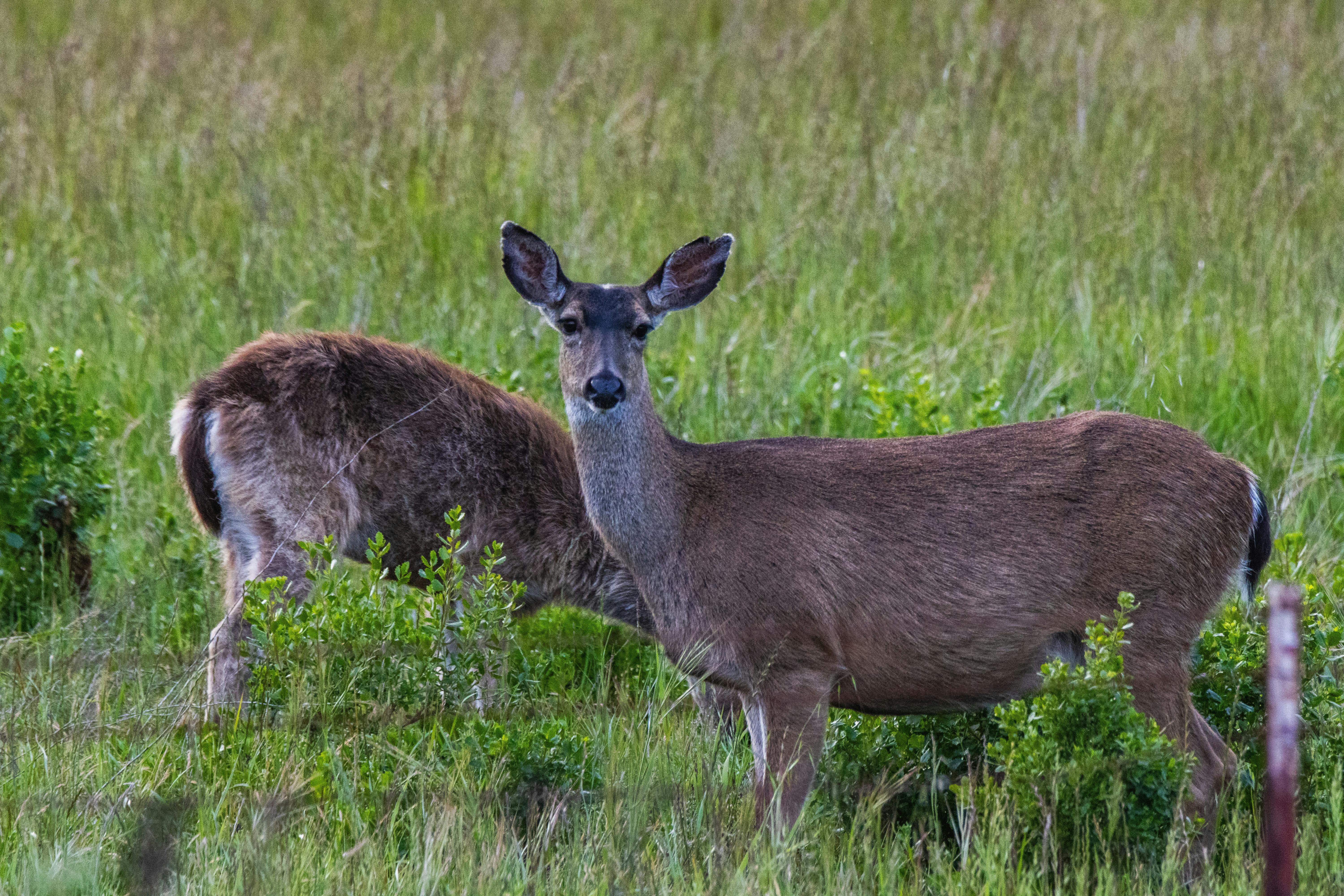 Two Deer Grazing in a Green Field · Free Stock Photo