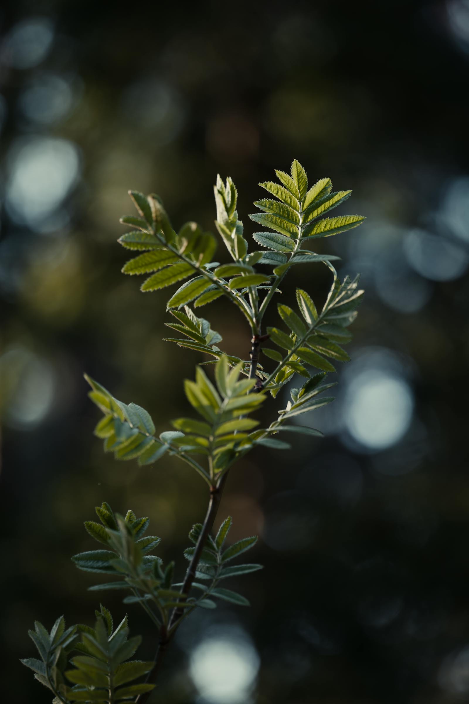 Tree Leaves Texture Photos, Download The BEST Free Tree Leaves Texture ...