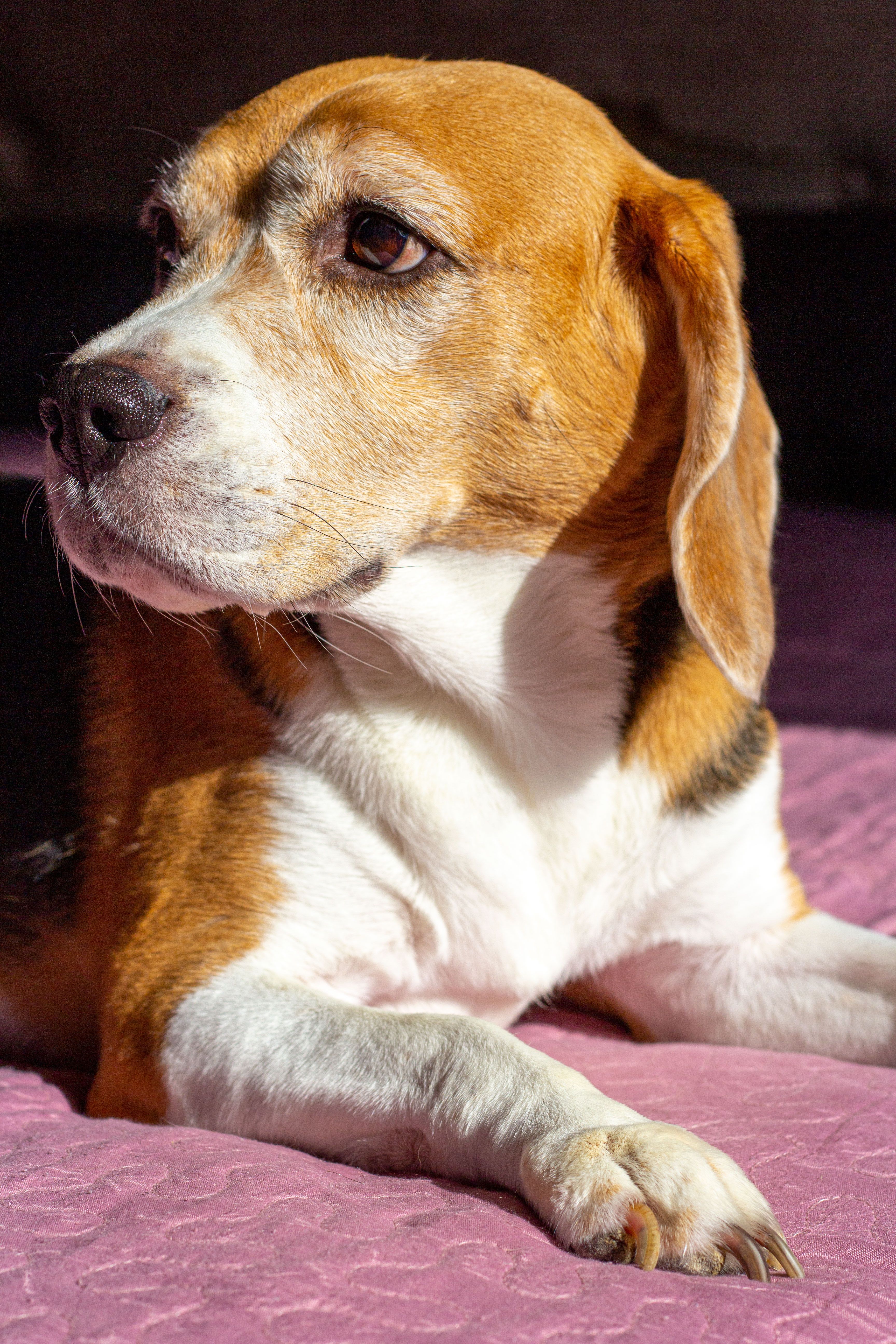 Beagle Dog Relaxing in Sunlight Indoors · Free Stock Photo
