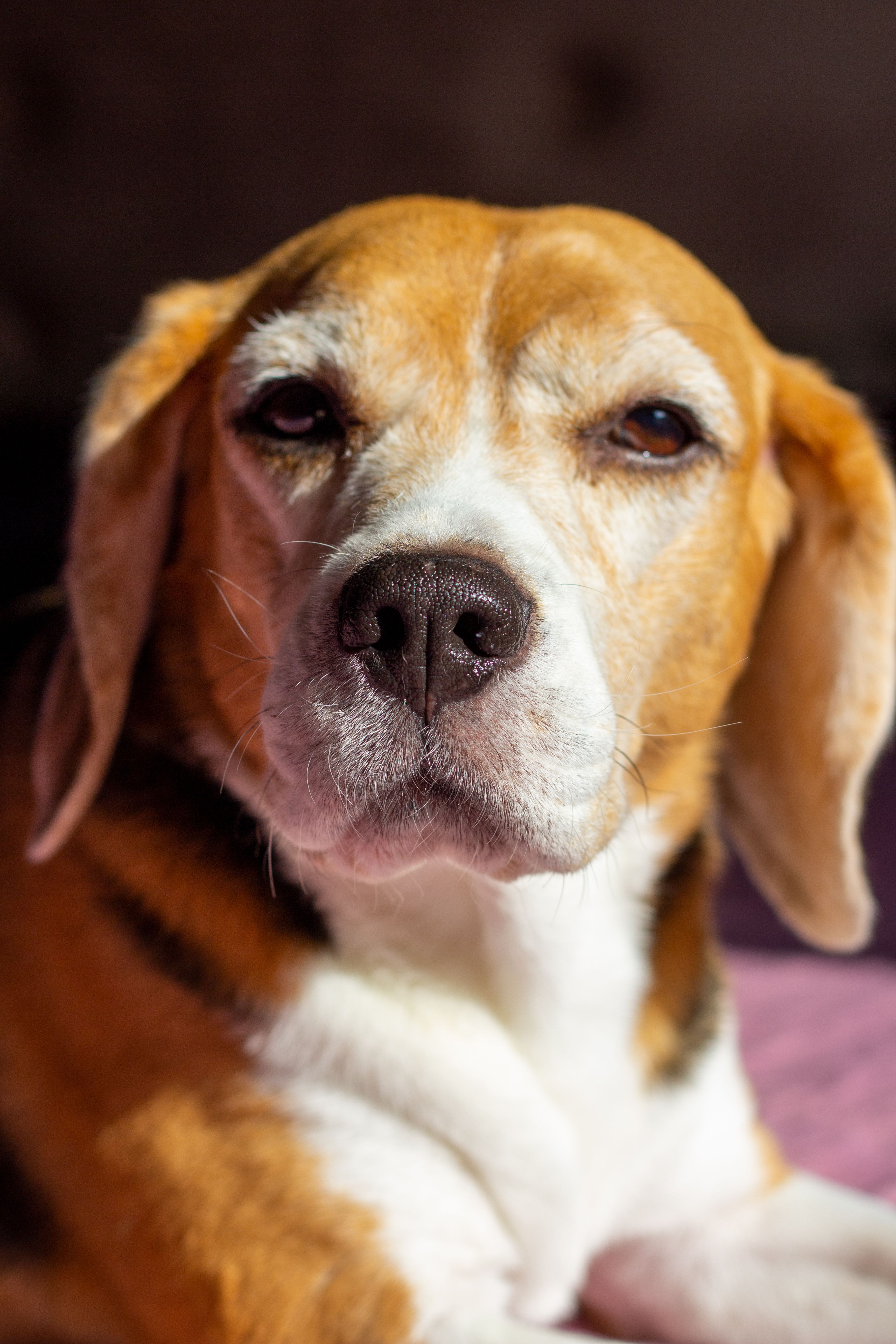Animal Face Portrait Photos, Download The BEST Free Animal Face ...