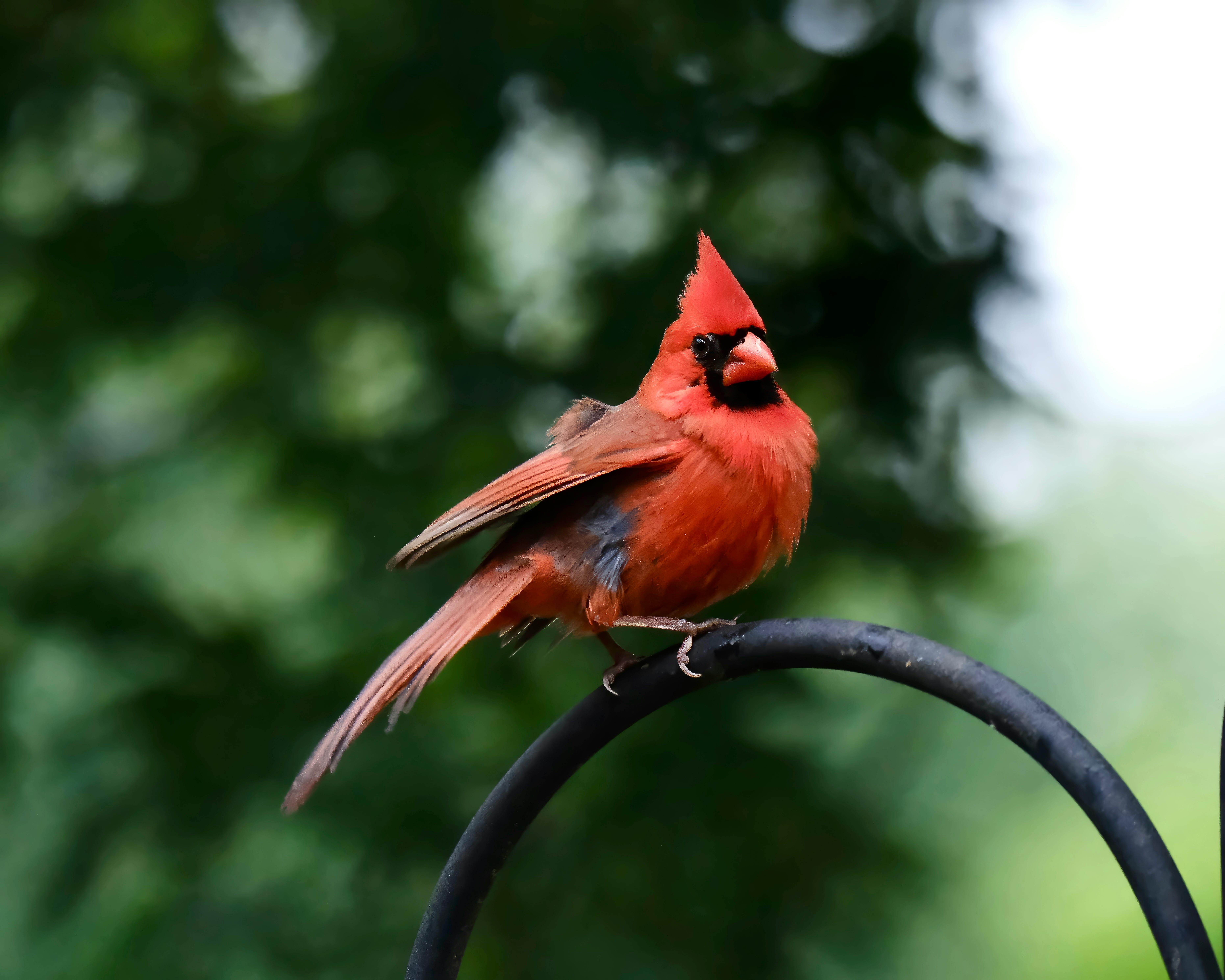 Vibrant Northern Cardinal on a Curved Metal Railing · Free Stock Photo