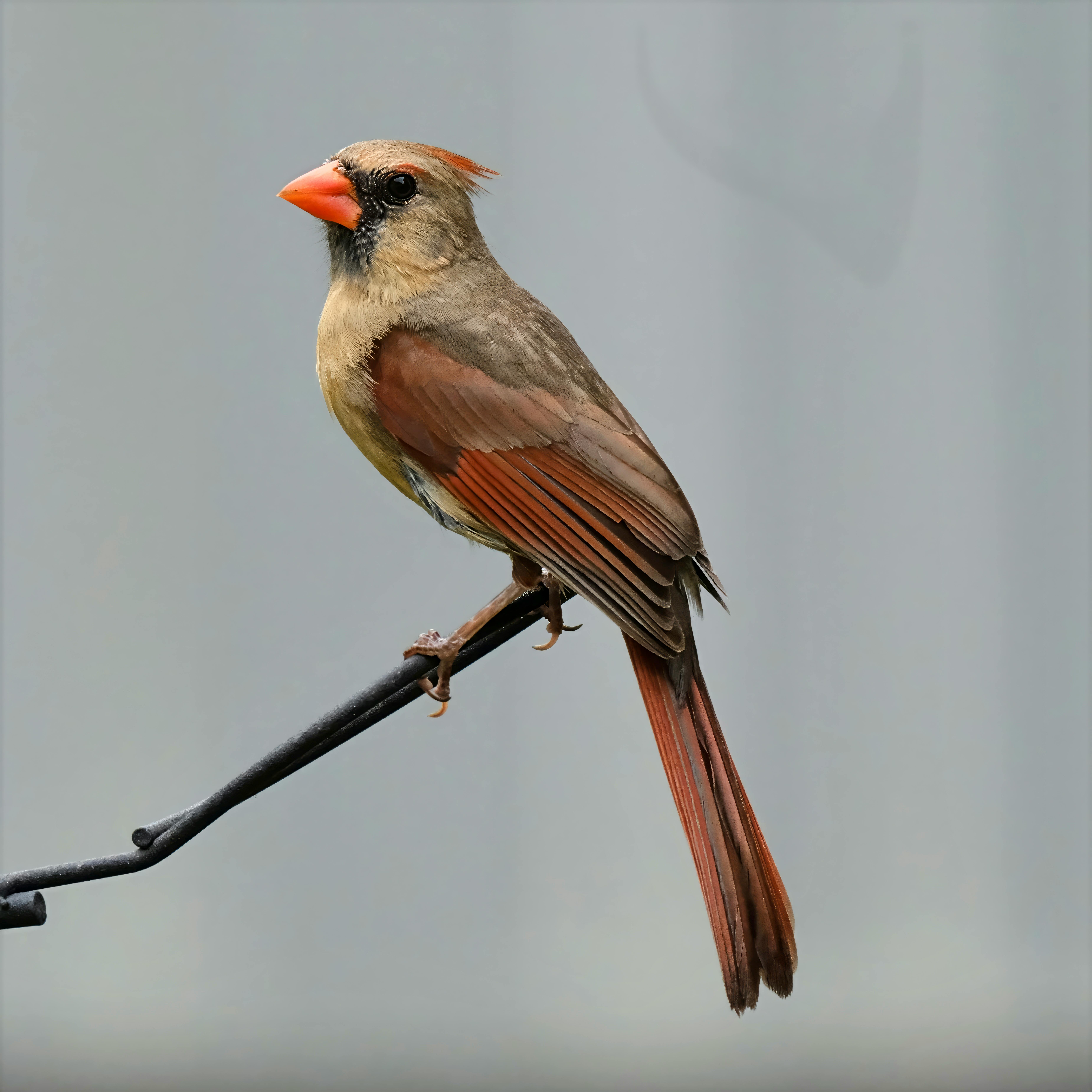Northern Cardinal Female on Branch in Alabama · Free Stock Photo