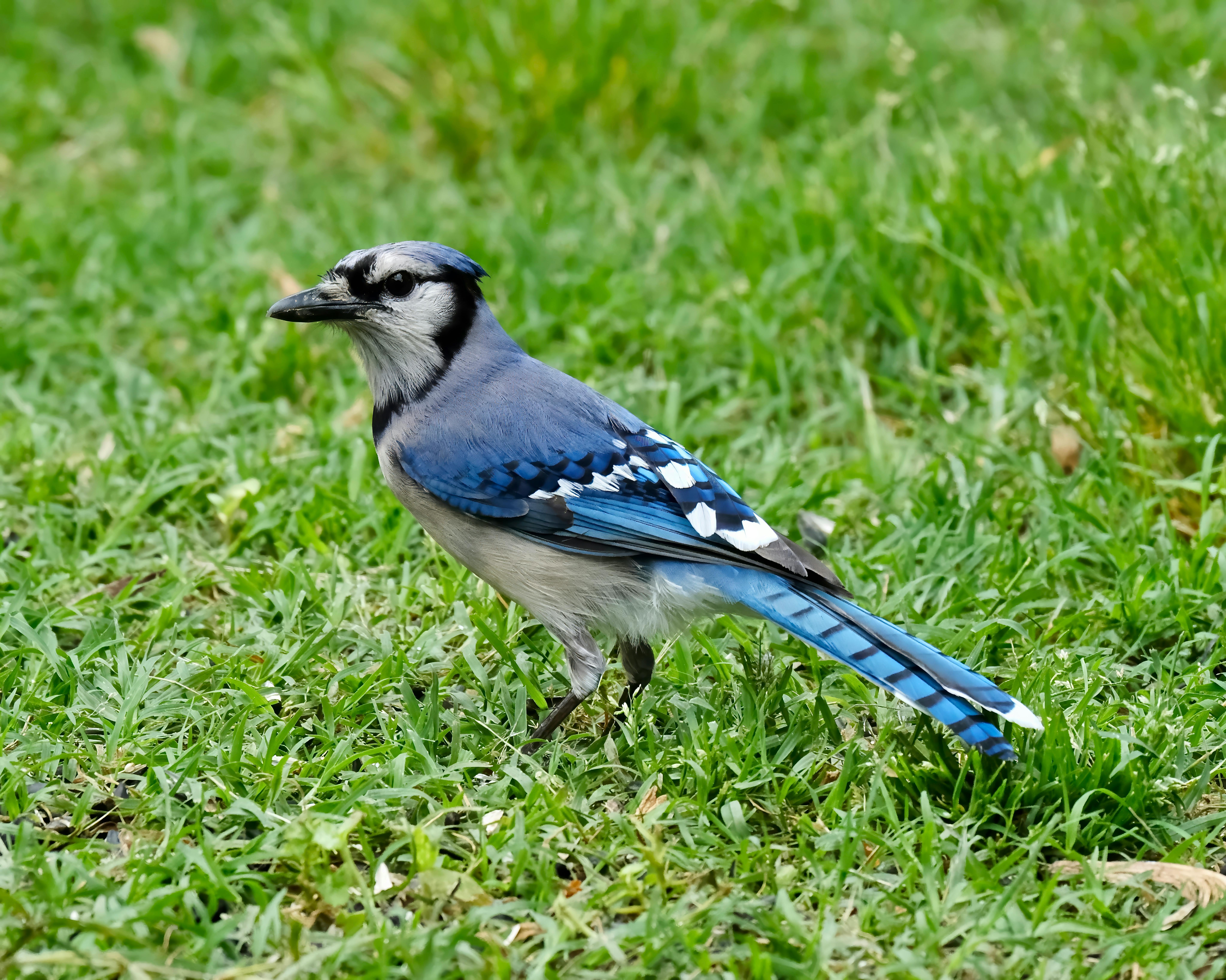 Blue Jay Photos, Download The BEST Free Blue Jay Stock Photos & HD Images