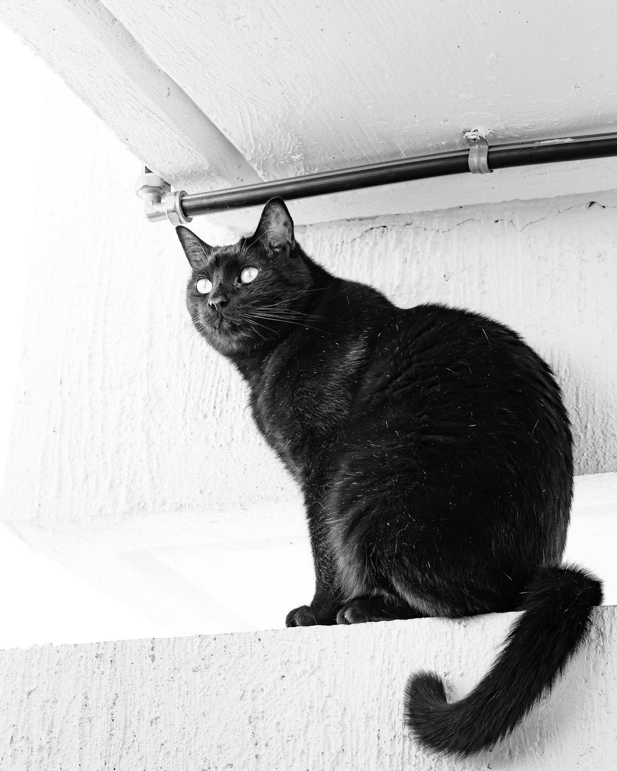 Scared Cat Photos, Download The BEST Free Scared Cat Stock Photos & HD ...