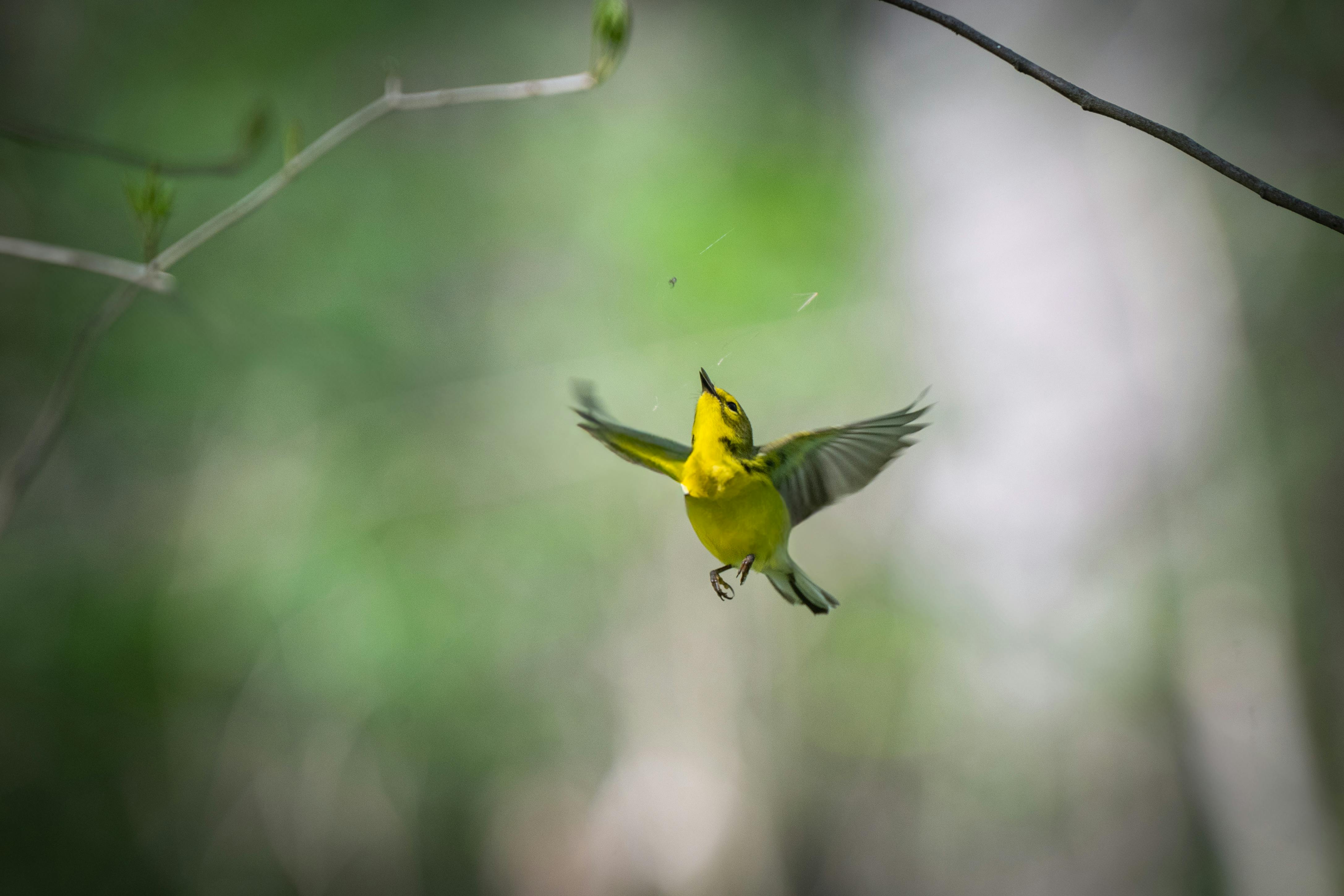 Yellow Warbler Mid-Flight in Natural Habitat · Free Stock Photo