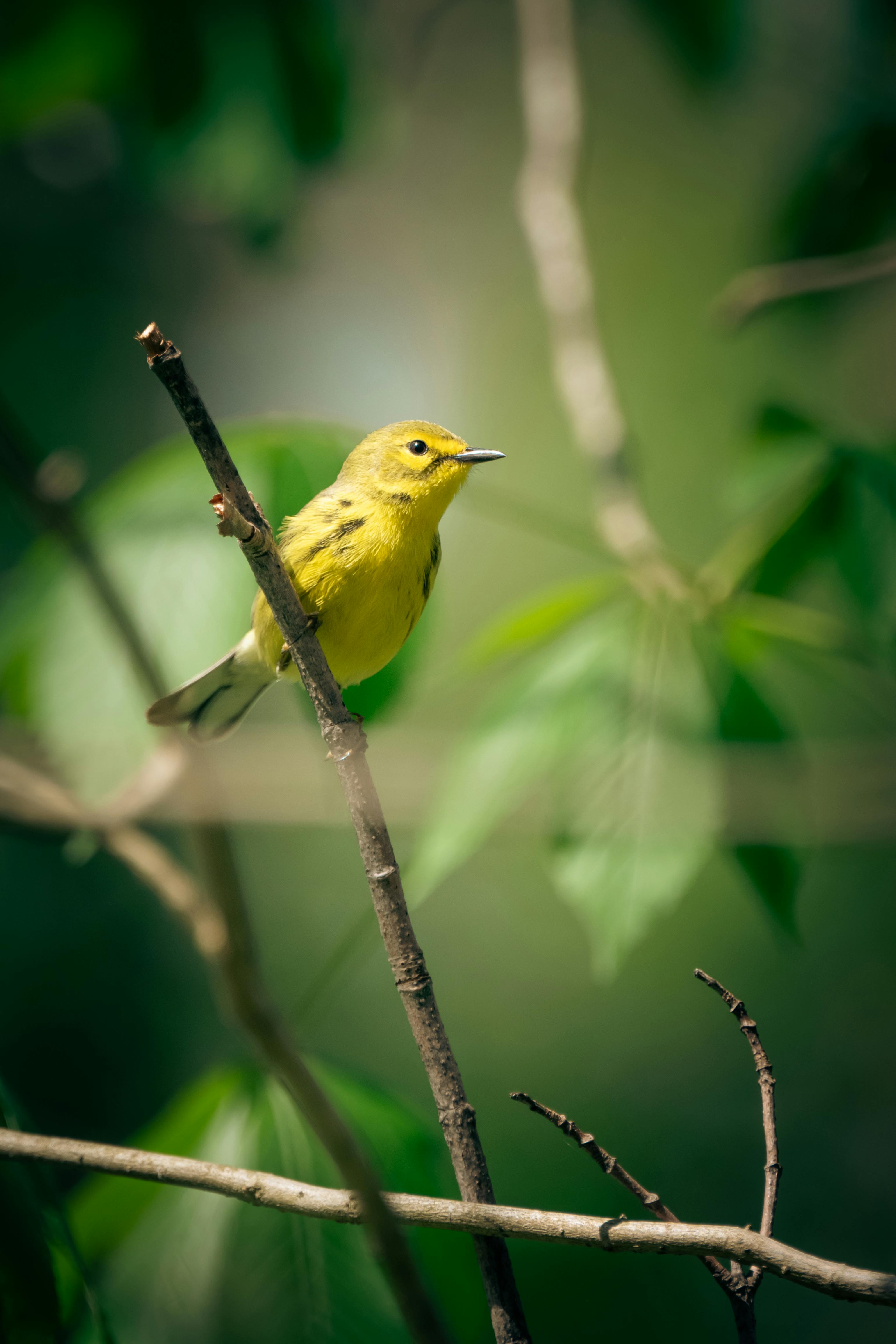 Flying Yellow Bird · Free Stock Photo