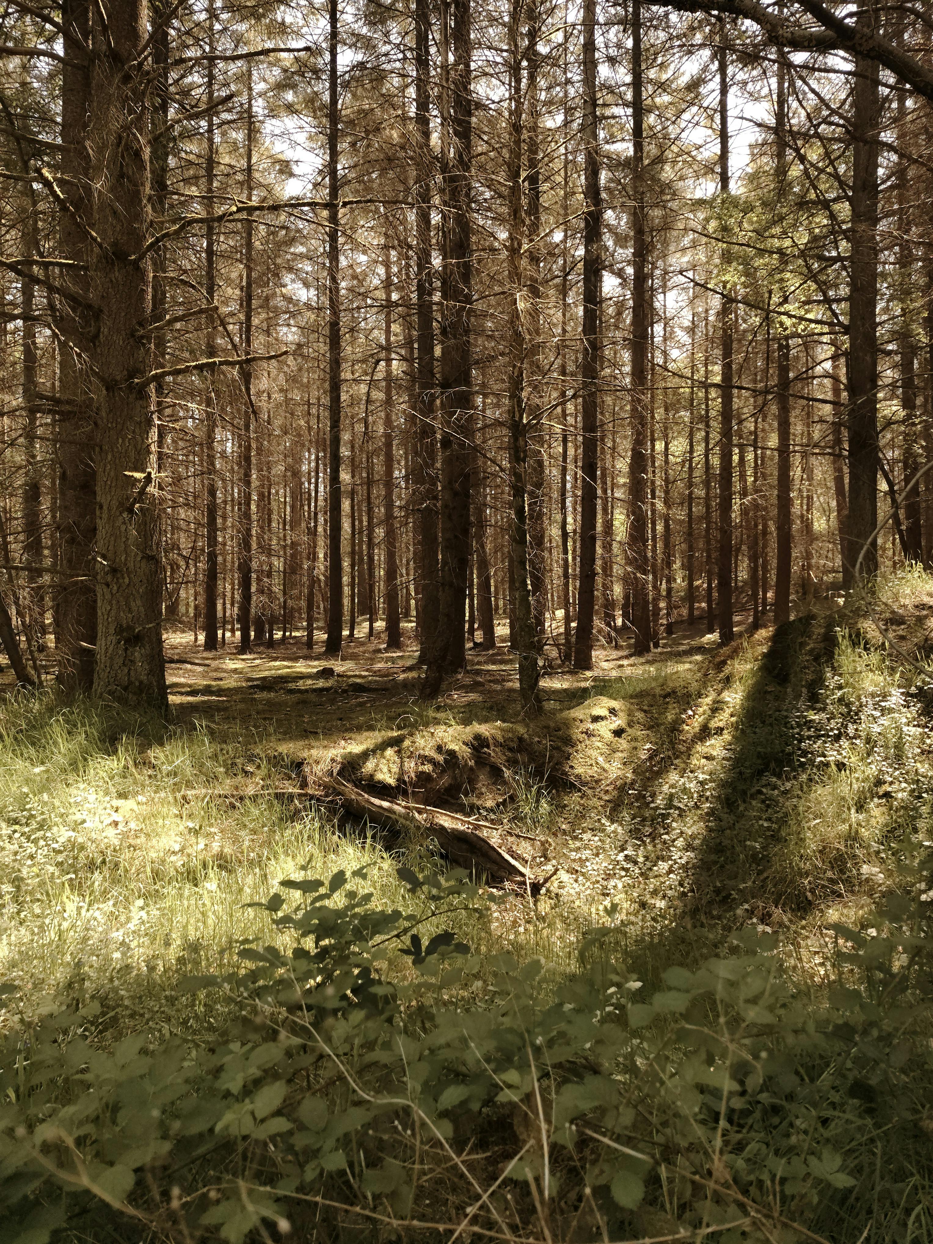 Seven Kandhal Photos, Download The BEST Free Seven Kandhal Stock Photos ...