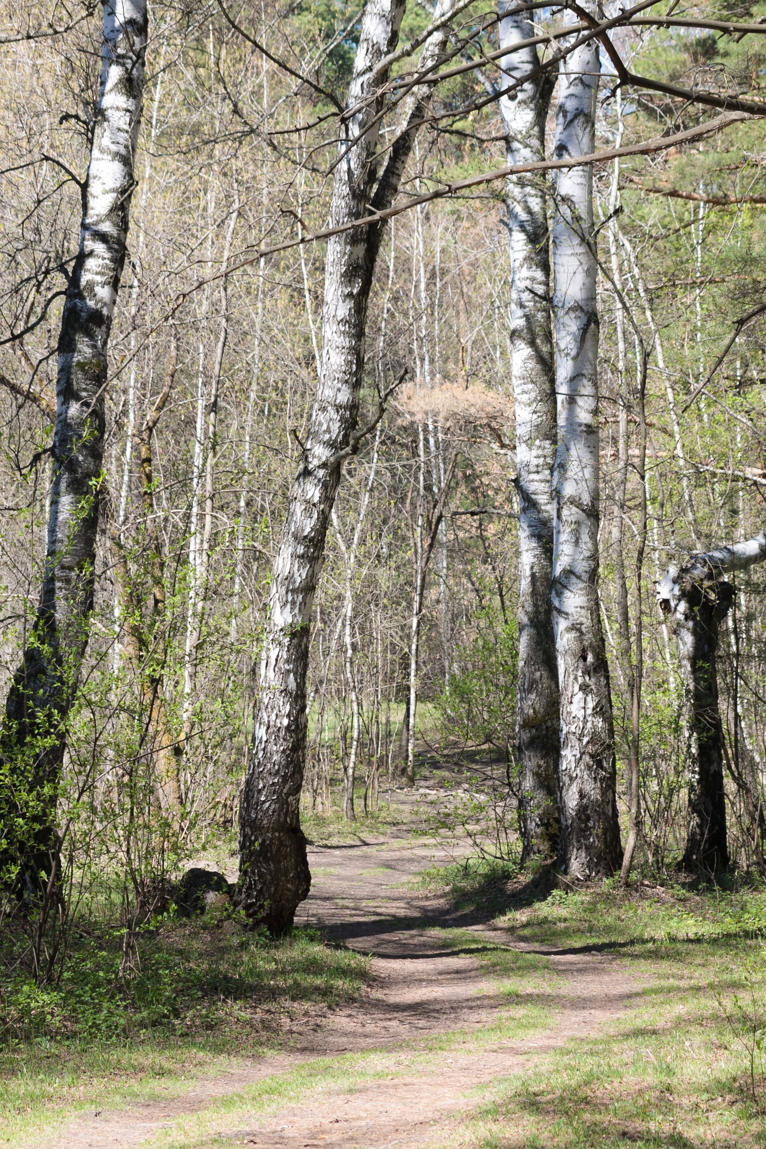 Nature Walk Photos, Download The BEST Free Nature Walk Stock Photos ...