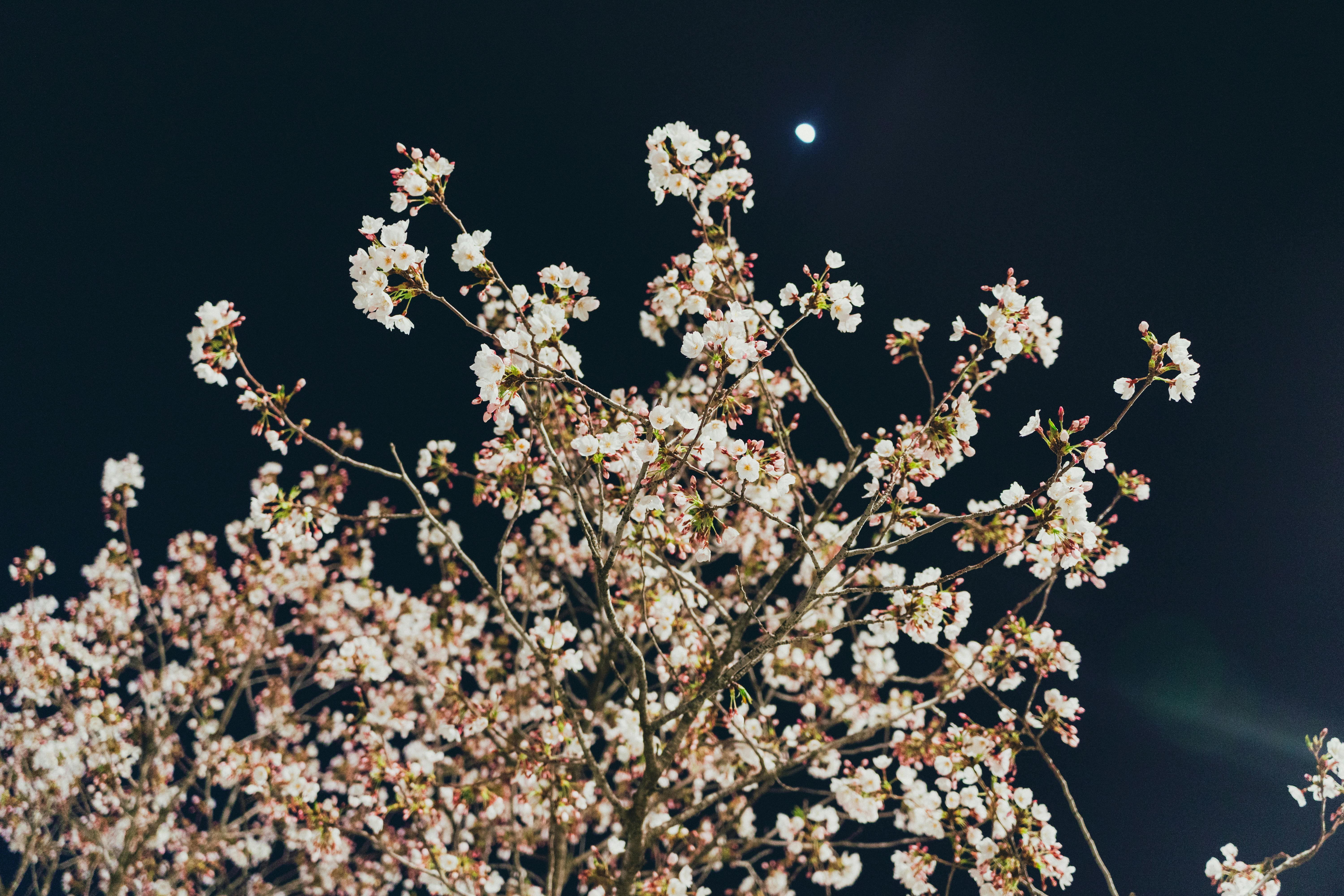 April Photos, Download The BEST Free April Stock Photos & HD Images