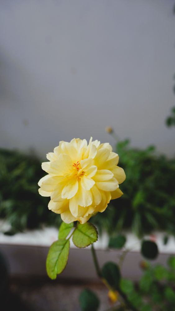 10.000+ Foto Kuning Alami Terbaik · Unduh Gratis 100% · Foto Stok Pexels