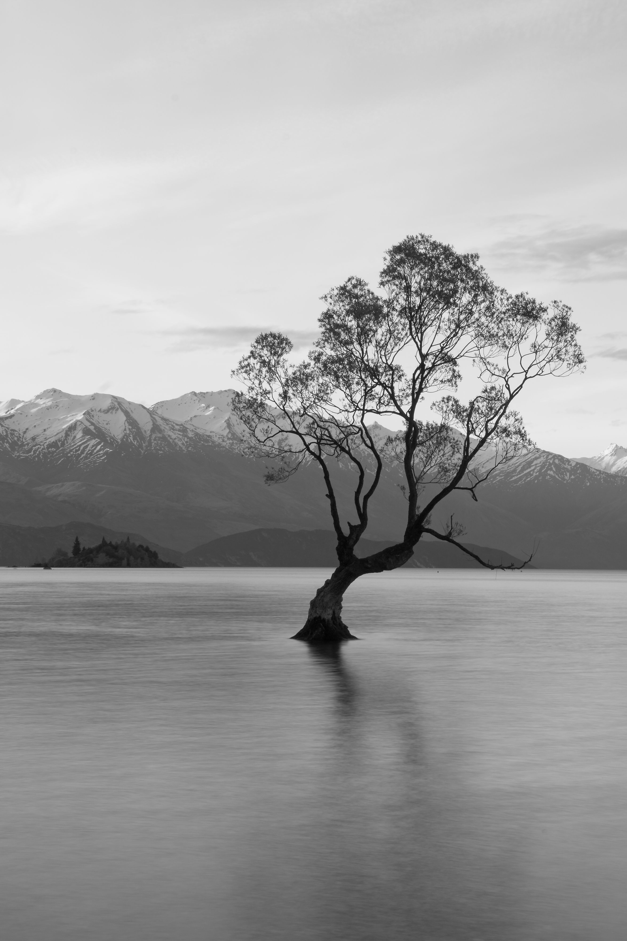 Lone Wanaka Tree in Monochrome, Lake Wanaka, NZ · Free Stock Photo