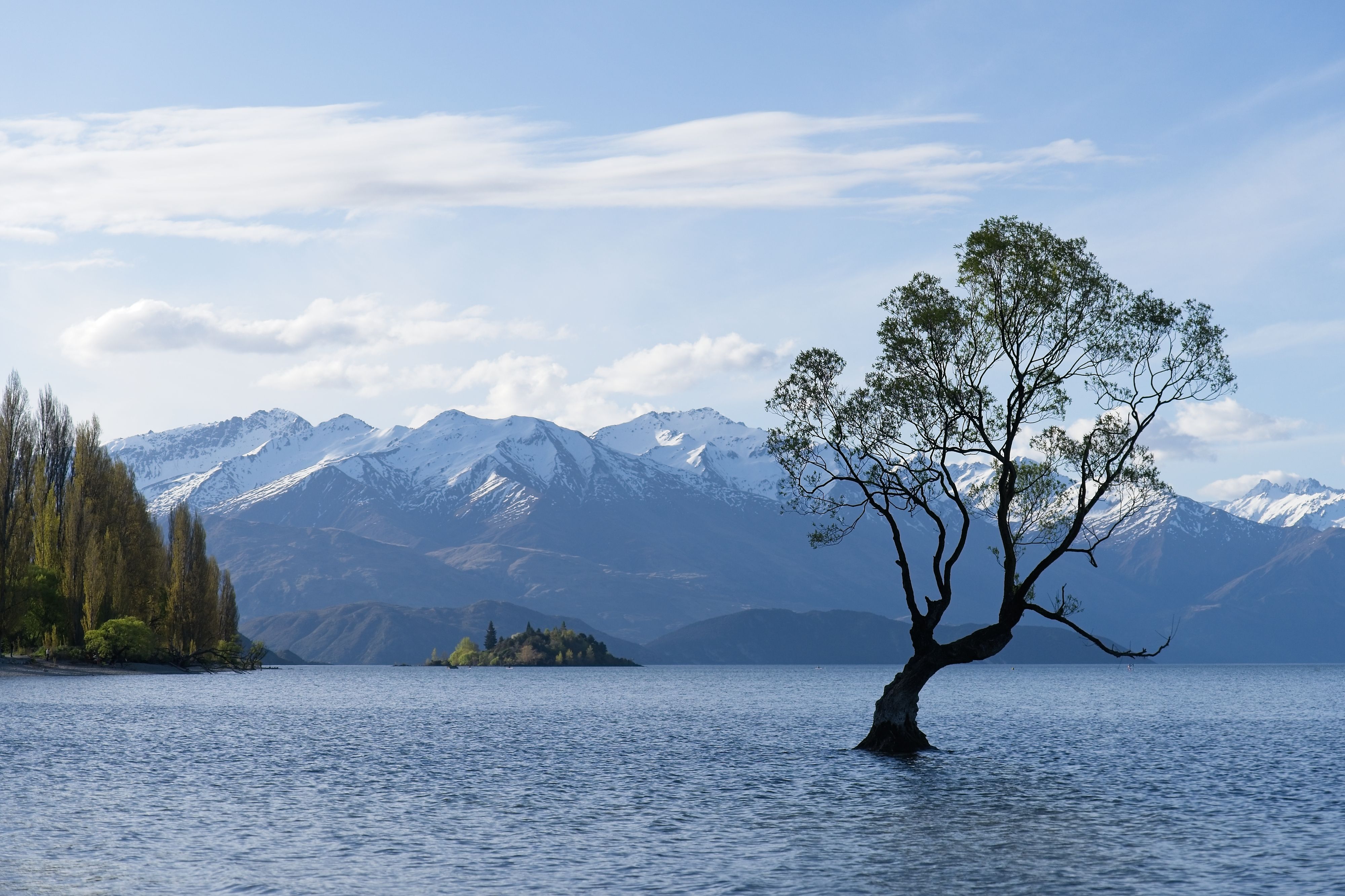 Wanaka Tree · Free Stock Photo