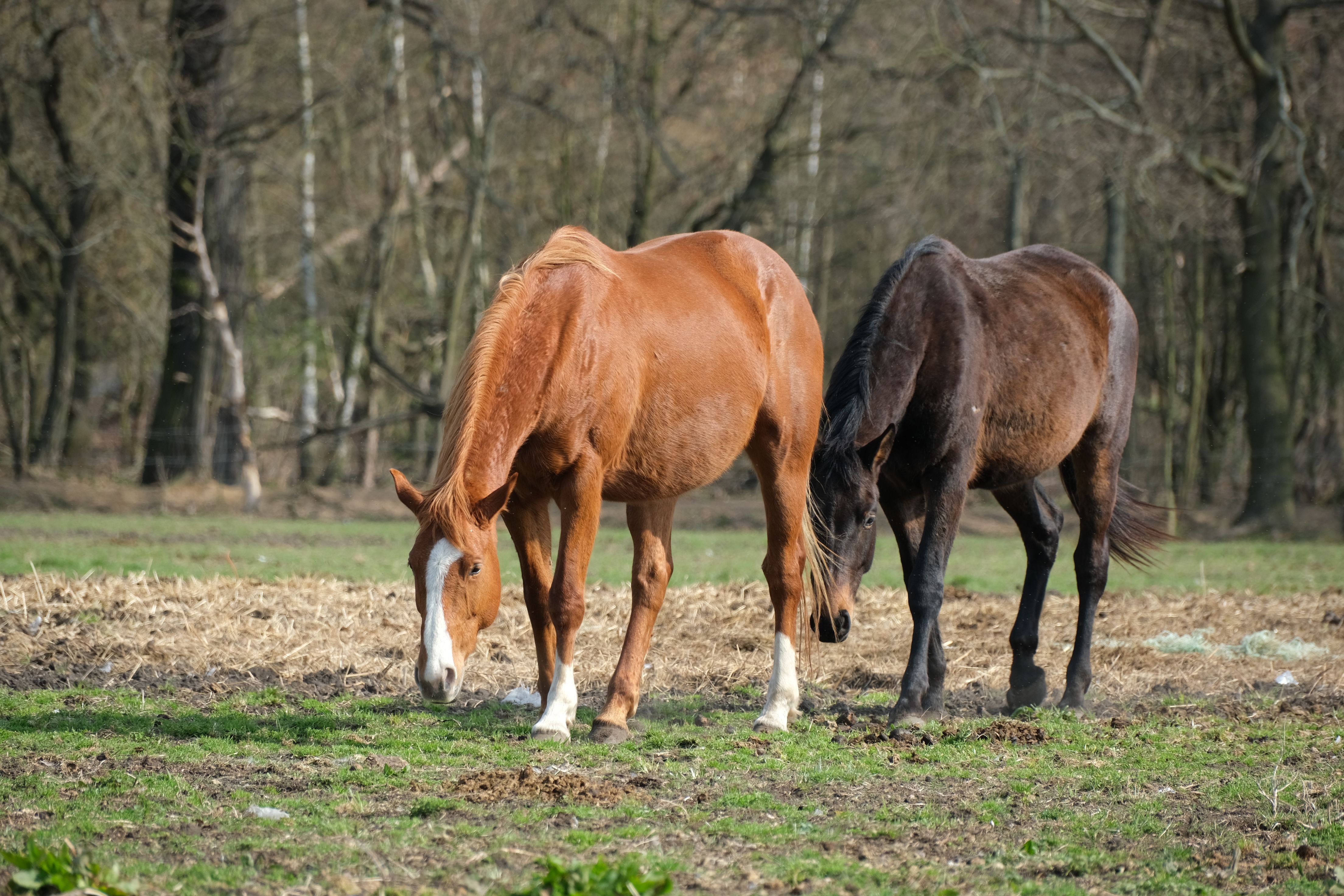 Peaceful Horses Grazing in Forest Meadow · Free Stock Photo