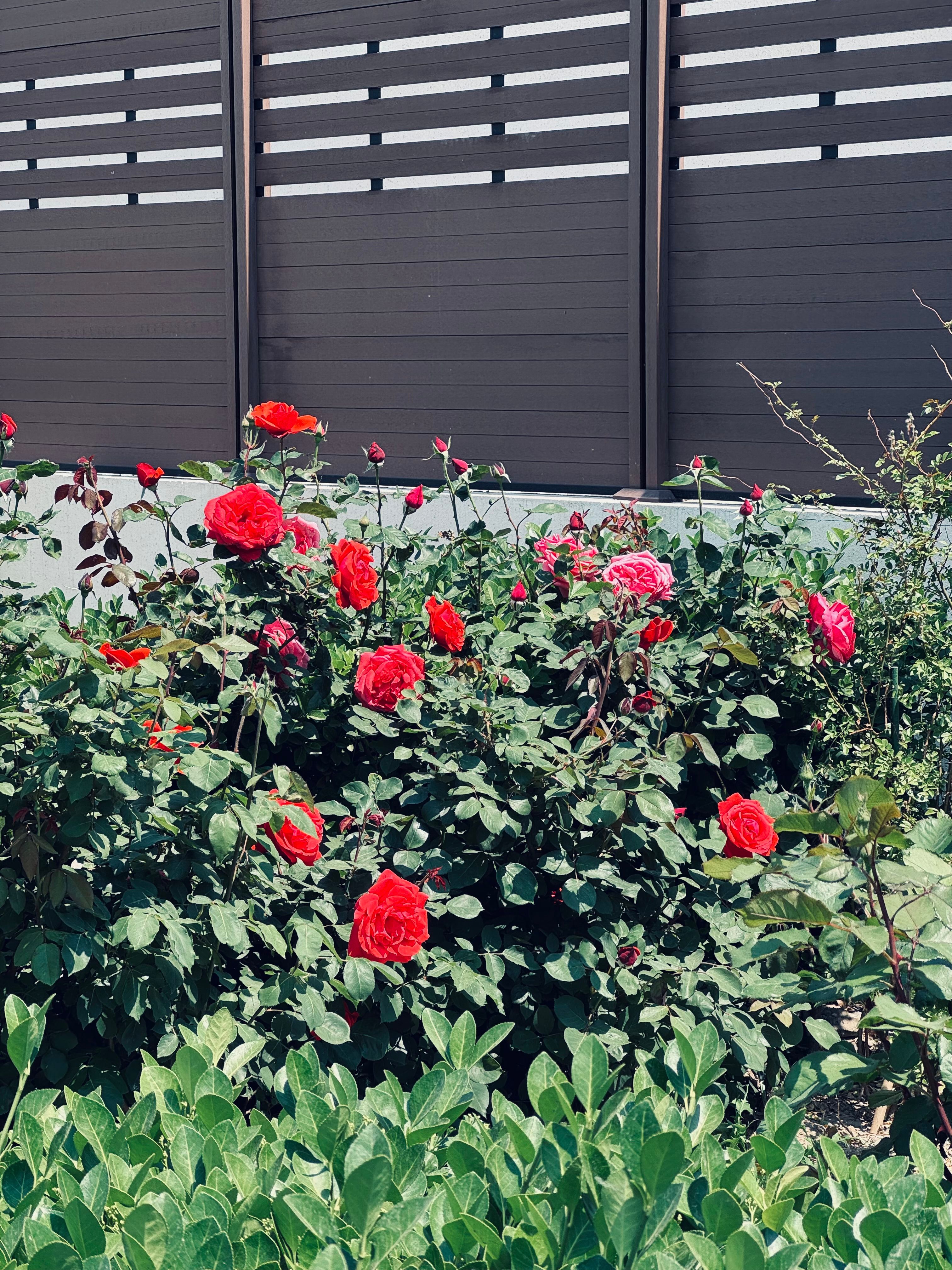 Vibrant Red Roses in Bloom Against Modern Fence · Free Stock Photo