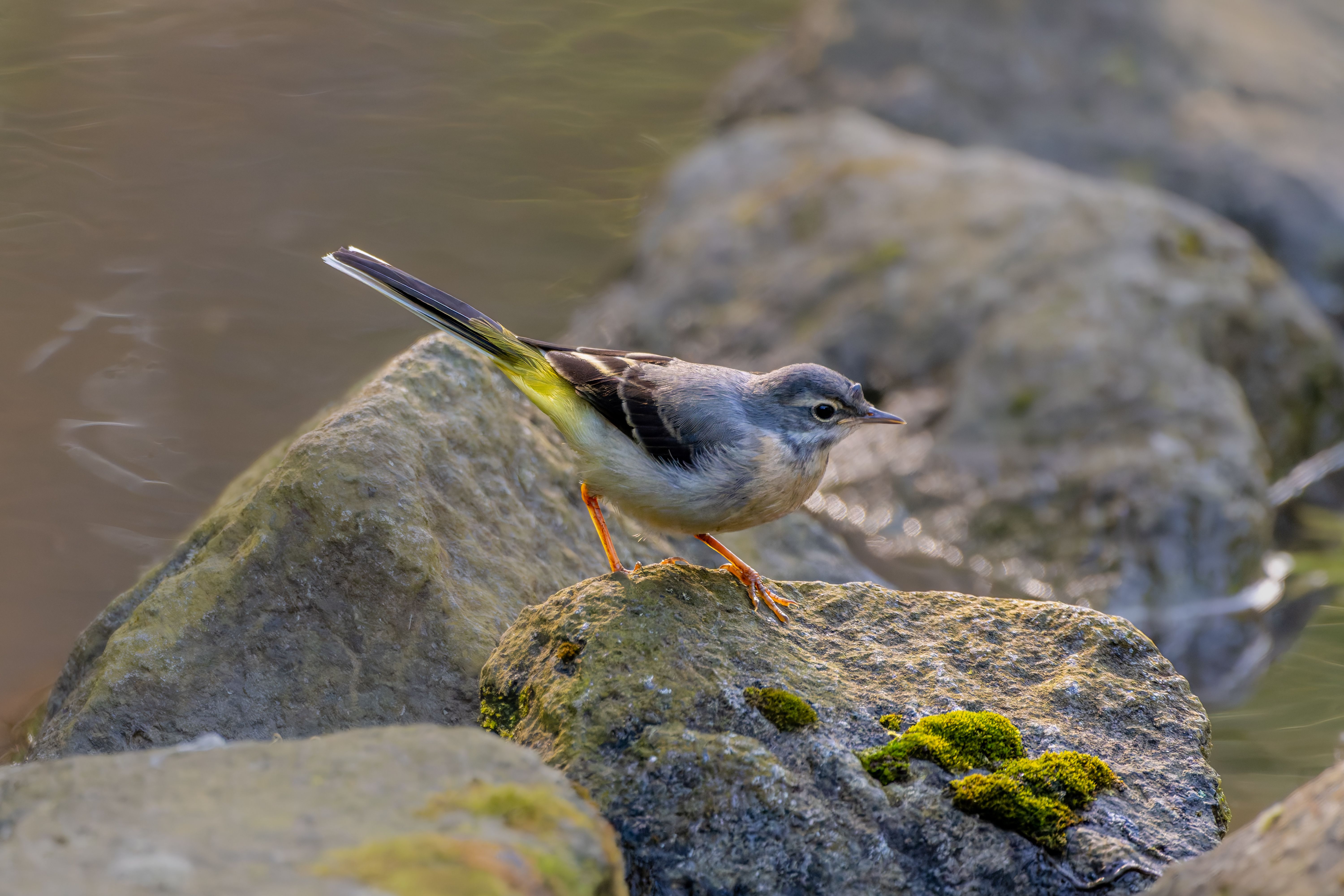 Stilt Fotos Photos, Download The BEST Free Stilt Fotos Stock Photos ...