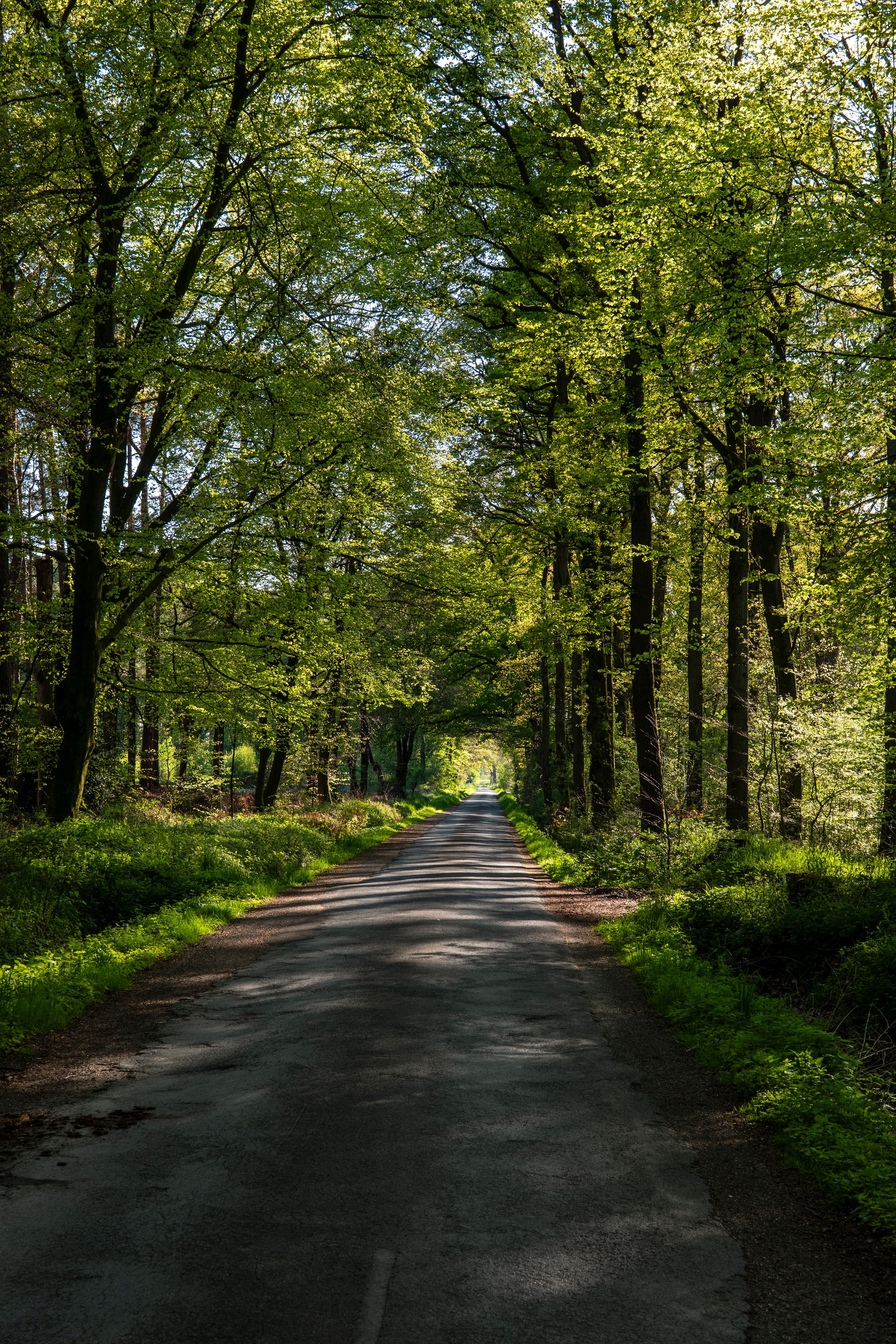 Forest In Spring Hd Nature Wallpapers Road Wallpaper Spring Forest